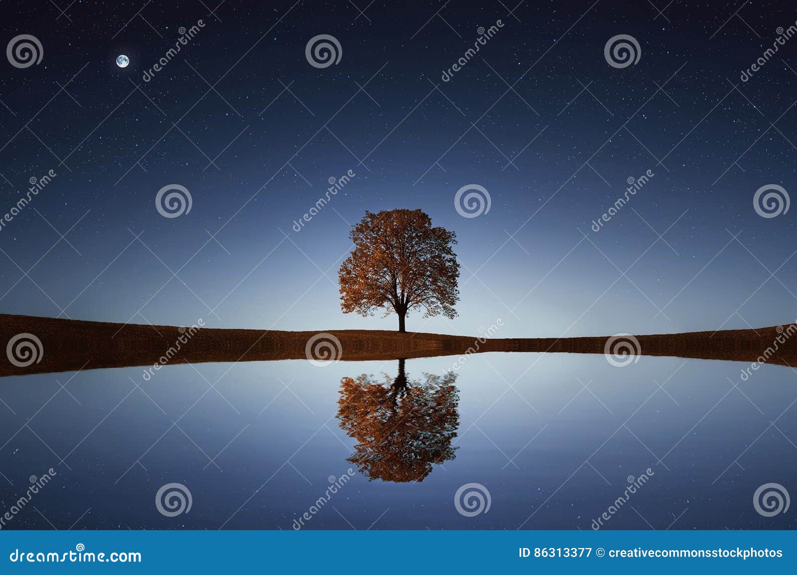 Tree Reflecting In Water Picture. Image: 86313377