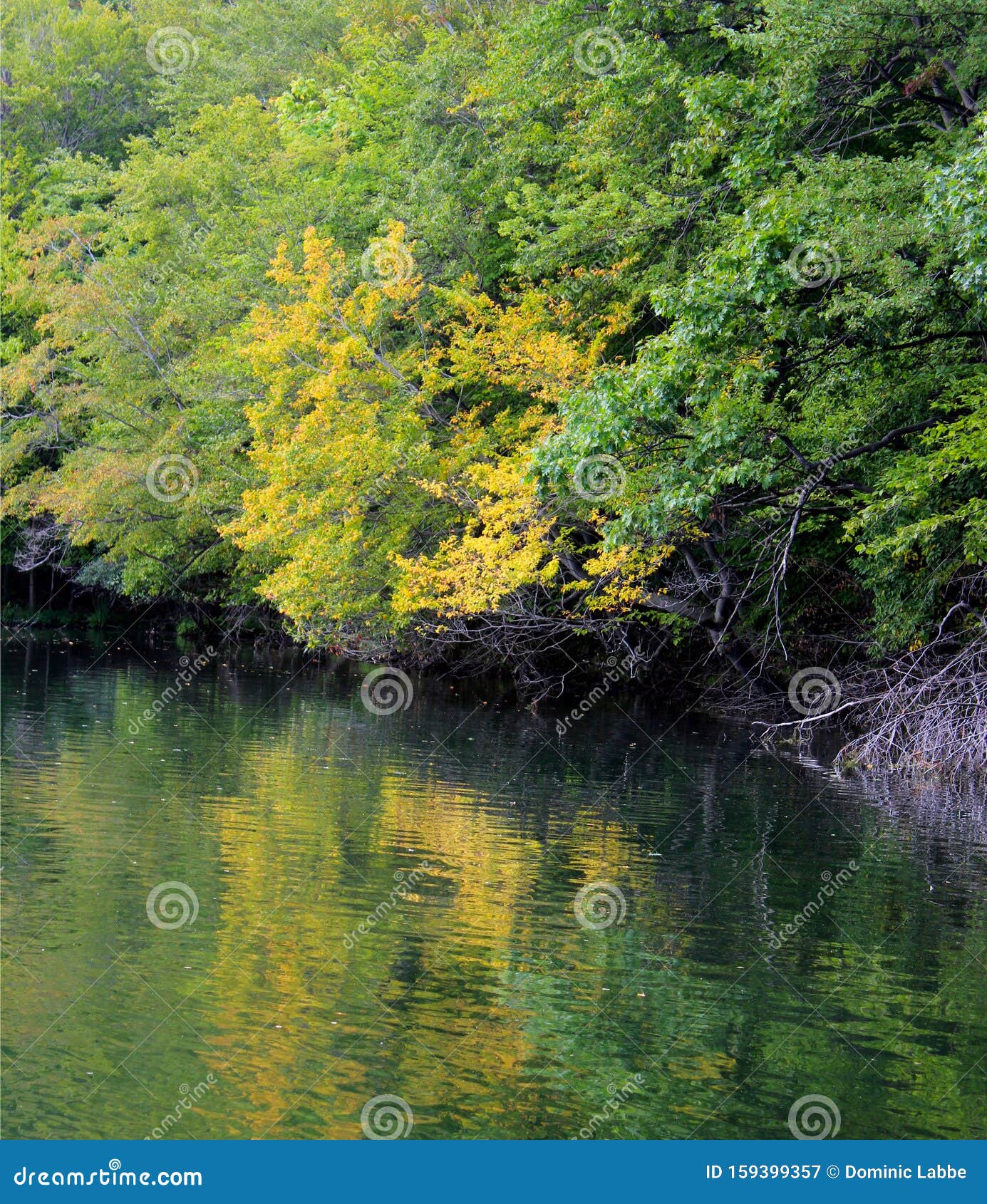 Tree reflecting in water stock image. Image of reflecting - 159399357