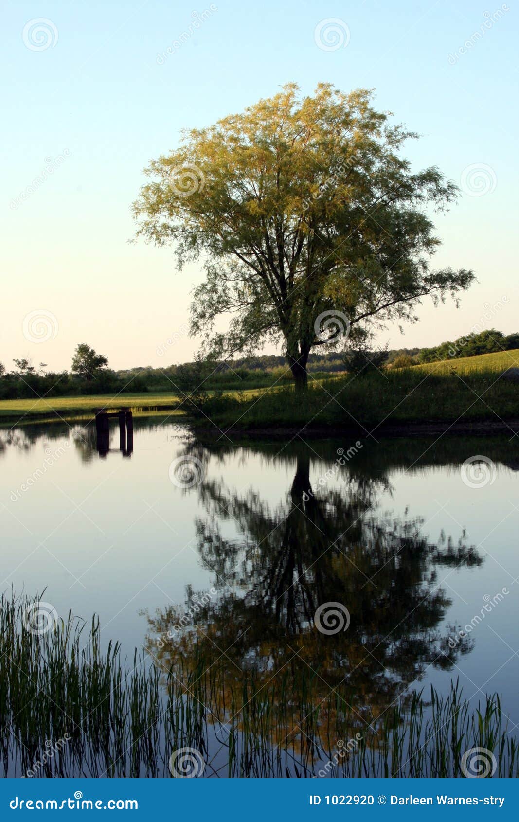 Tree Reflection stock photo. Image of ecology, still, nature - 1022920