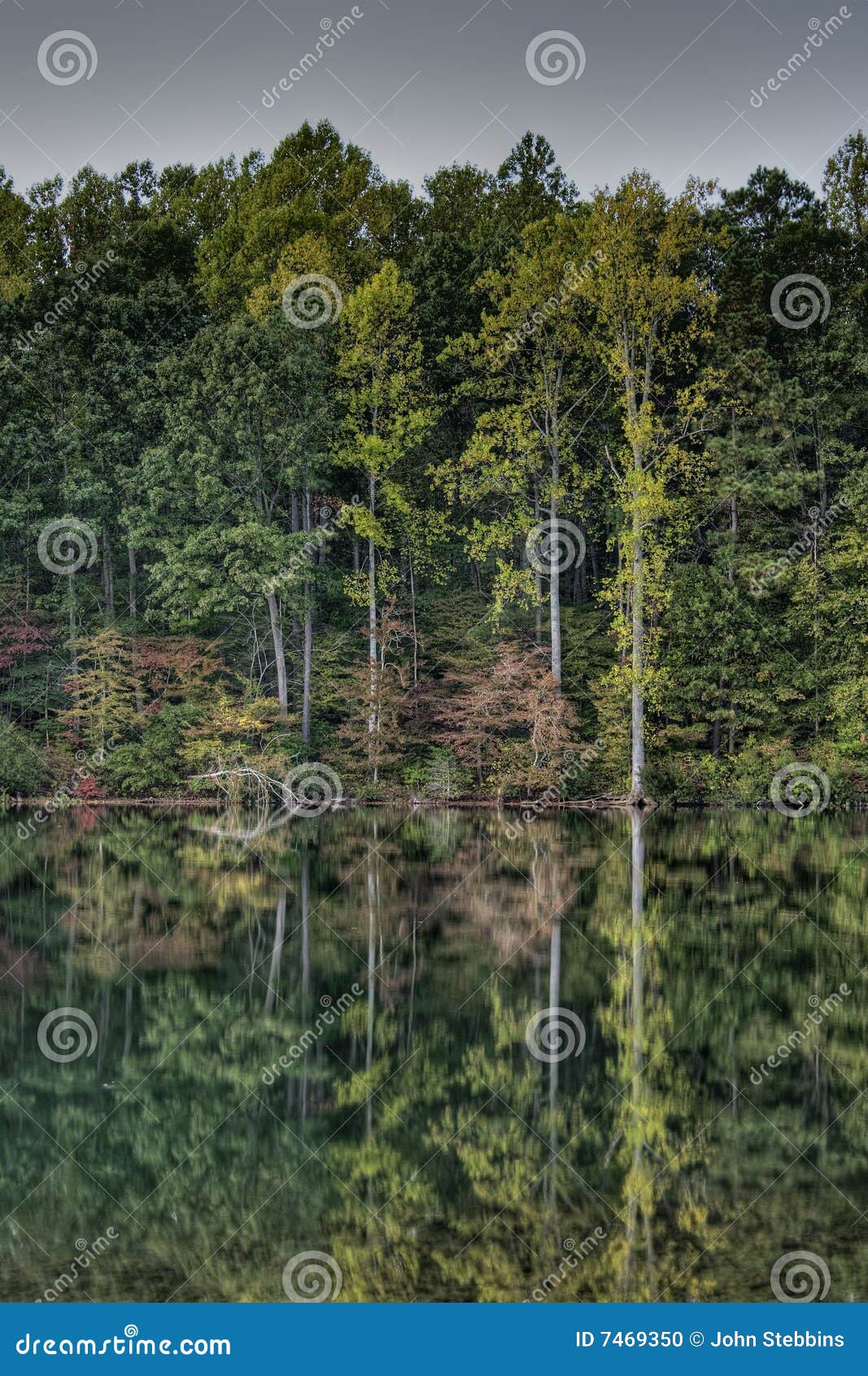 Tree Reflection stock photo. Image of park, nature, view - 7469350