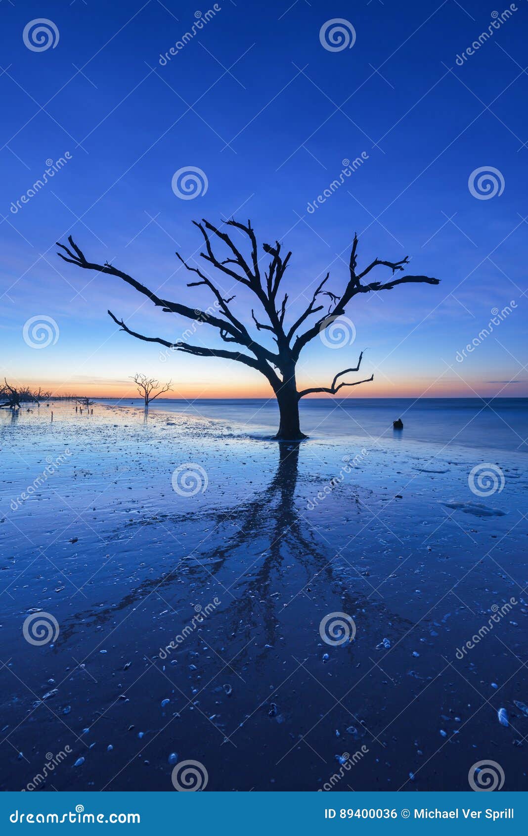 Tree Reflection at Blue Hour Stock Photo - Image of morning, plantation ...