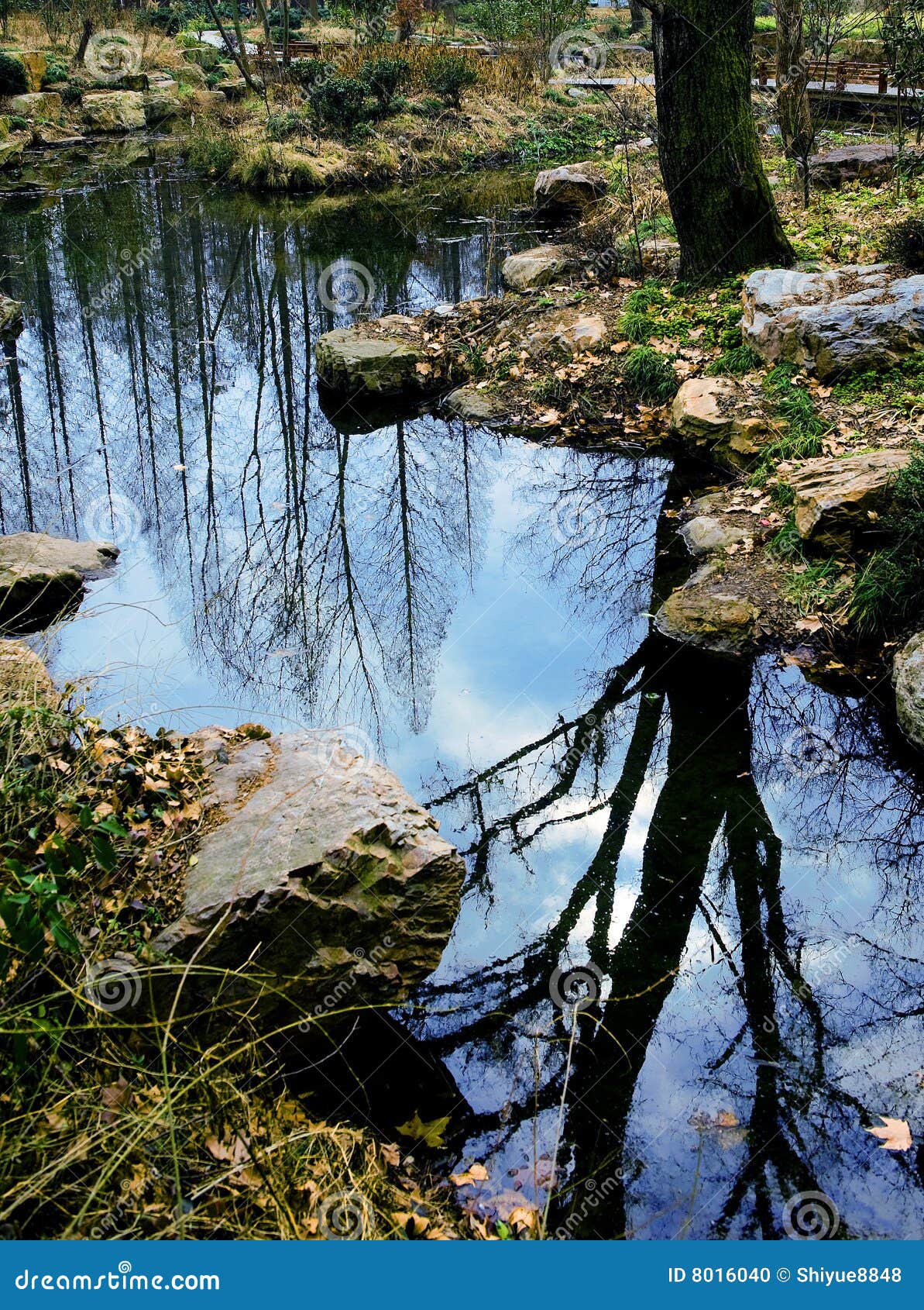 Tree Reflection on the Brook Stock Photo - Image of nature, lake: 8016040