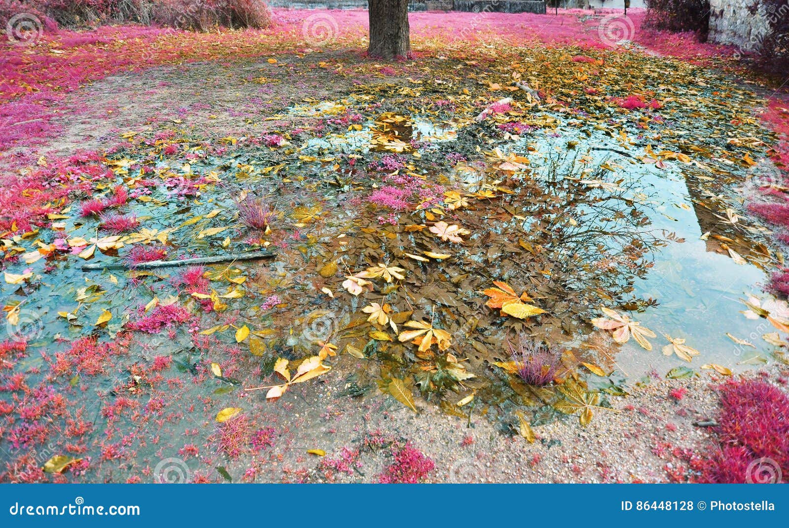Tree Reflection and Fallen Leaves on Rain Pond Stock Photo - Image of ...