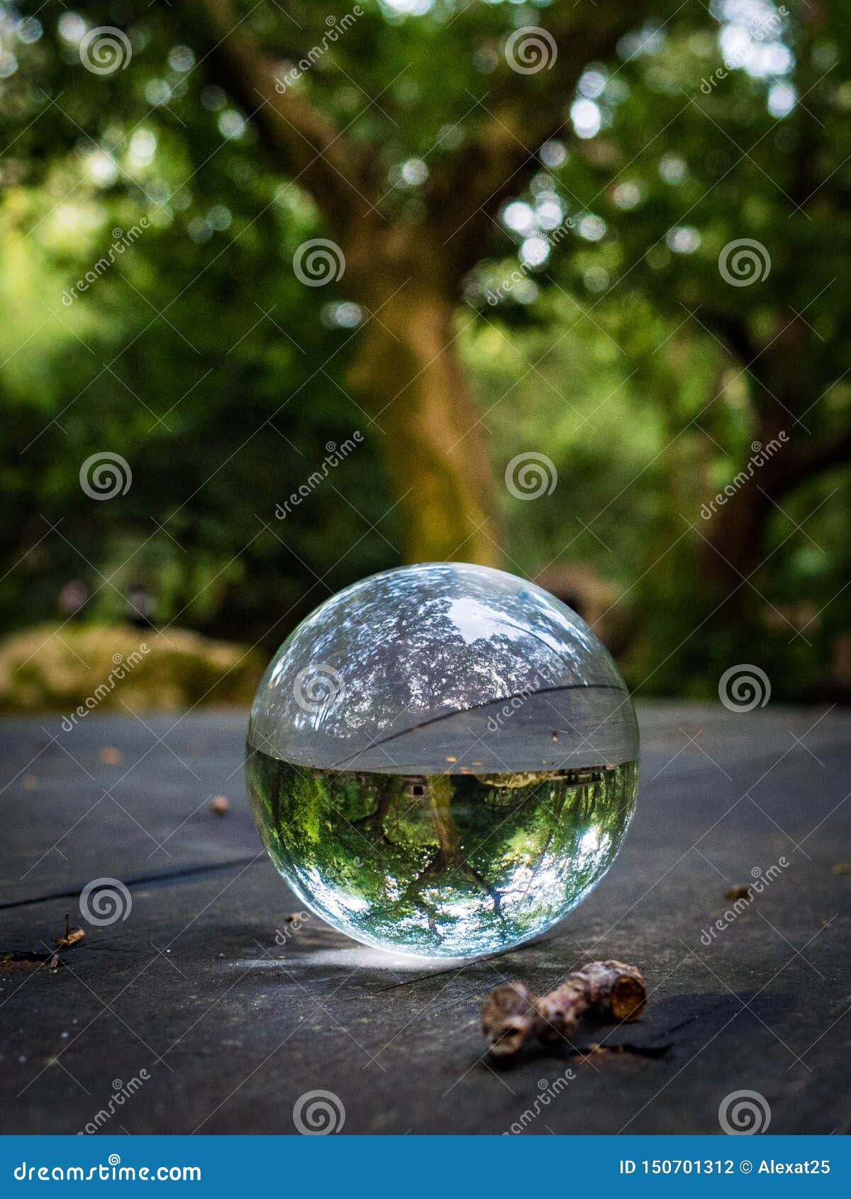 Tree Reflection in Glass Ball on Wood Stock Photo - Image of magic ...
