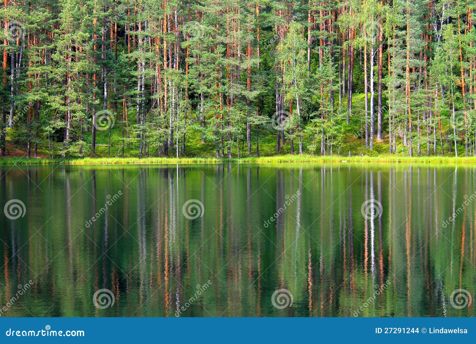 Tree reflection in lake stock photo. Image of ecology - 27291244