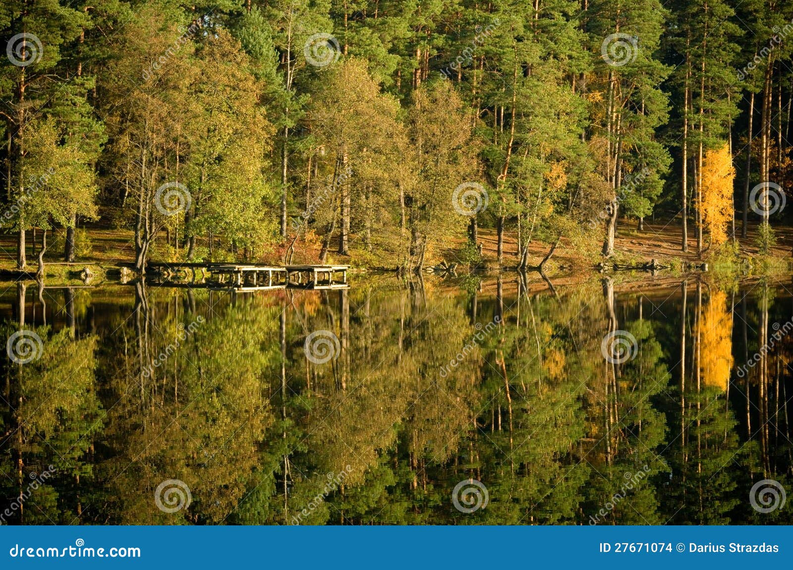 Tree Reflection in the Lake Stock Photo - Image of river, landscape ...