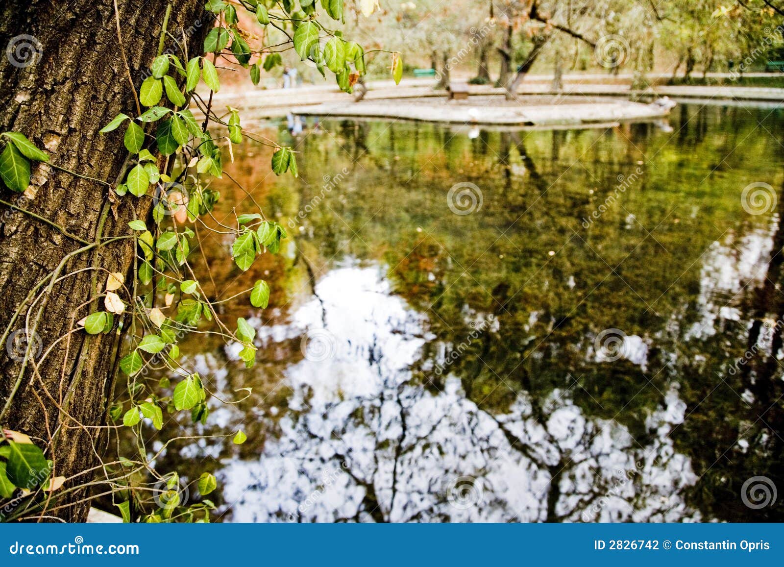 Tree reflection on lake stock photo. Image of lake, leaf - 2826742