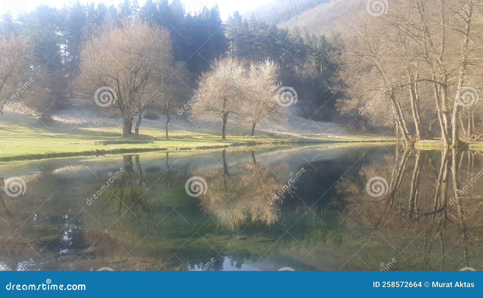 Tree Reflection in the Lake Stock Photo - Image of environment ...