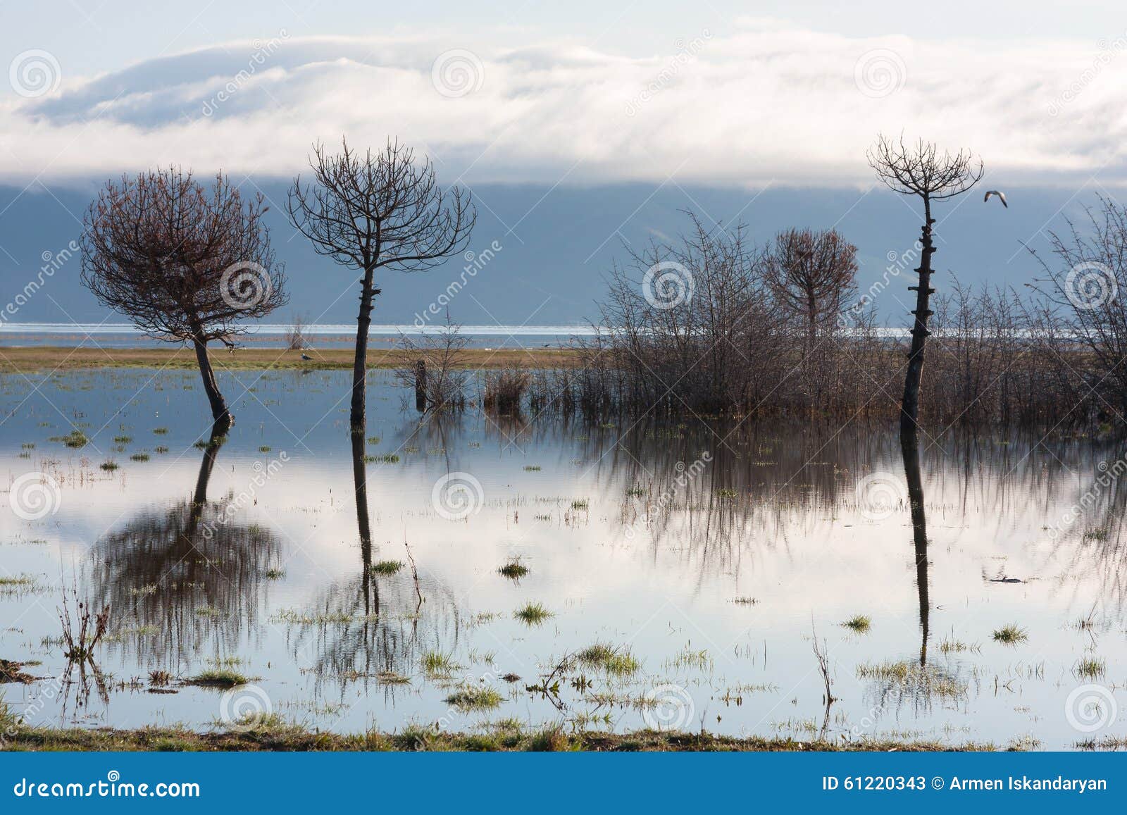 Tree Reflection in the Lake of Sevan Stock Image - Image of marsh, blue ...