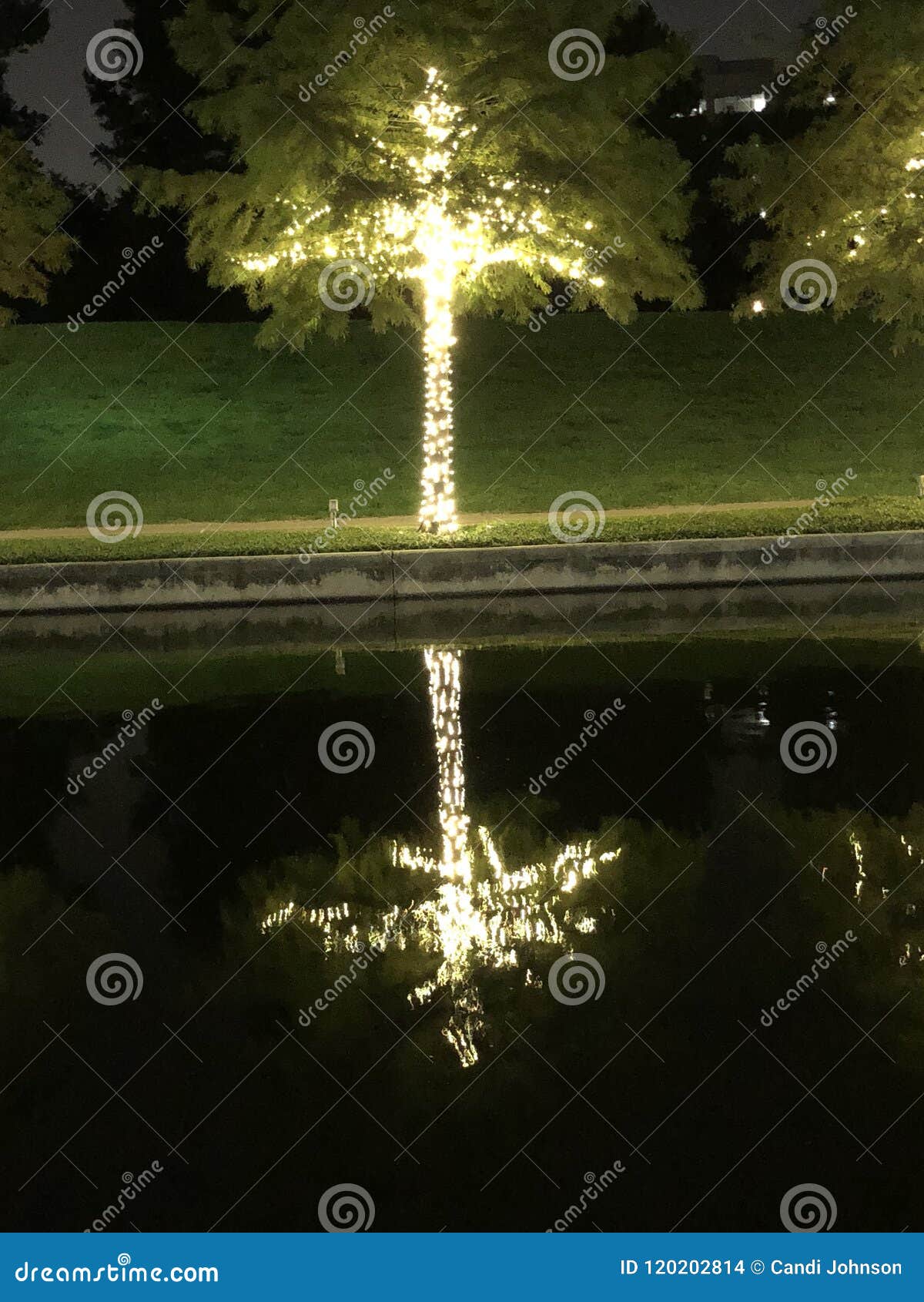 Tree reflection stock photo. Image of night, water, reflection - 120202814