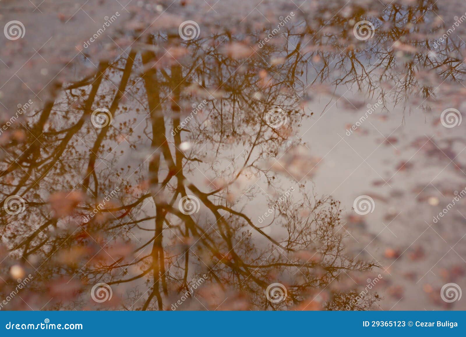 Tree reflection on a pond stock image. Image of lake - 29365123