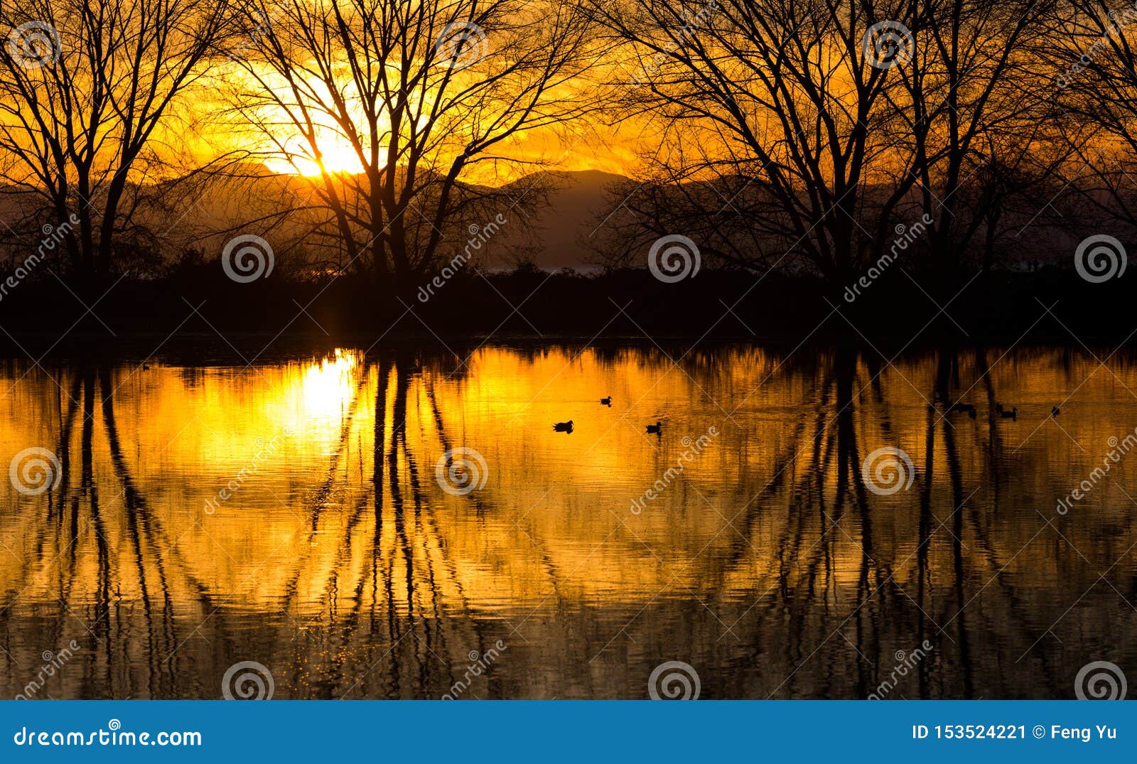 Tree reflection in a pond stock image. Image of scenic - 153524221
