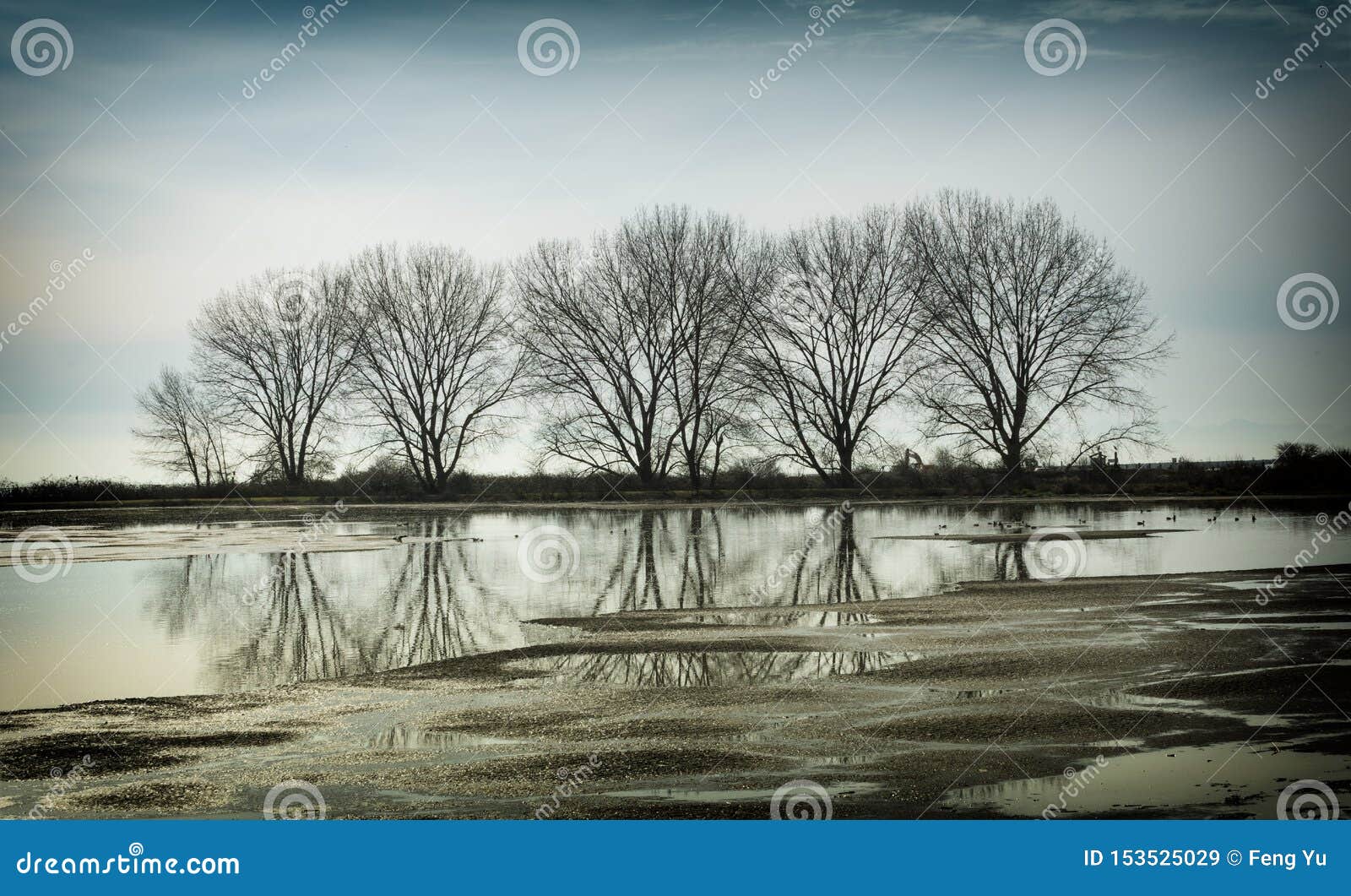 Tree reflection in a pond stock image. Image of wilderness - 153525029