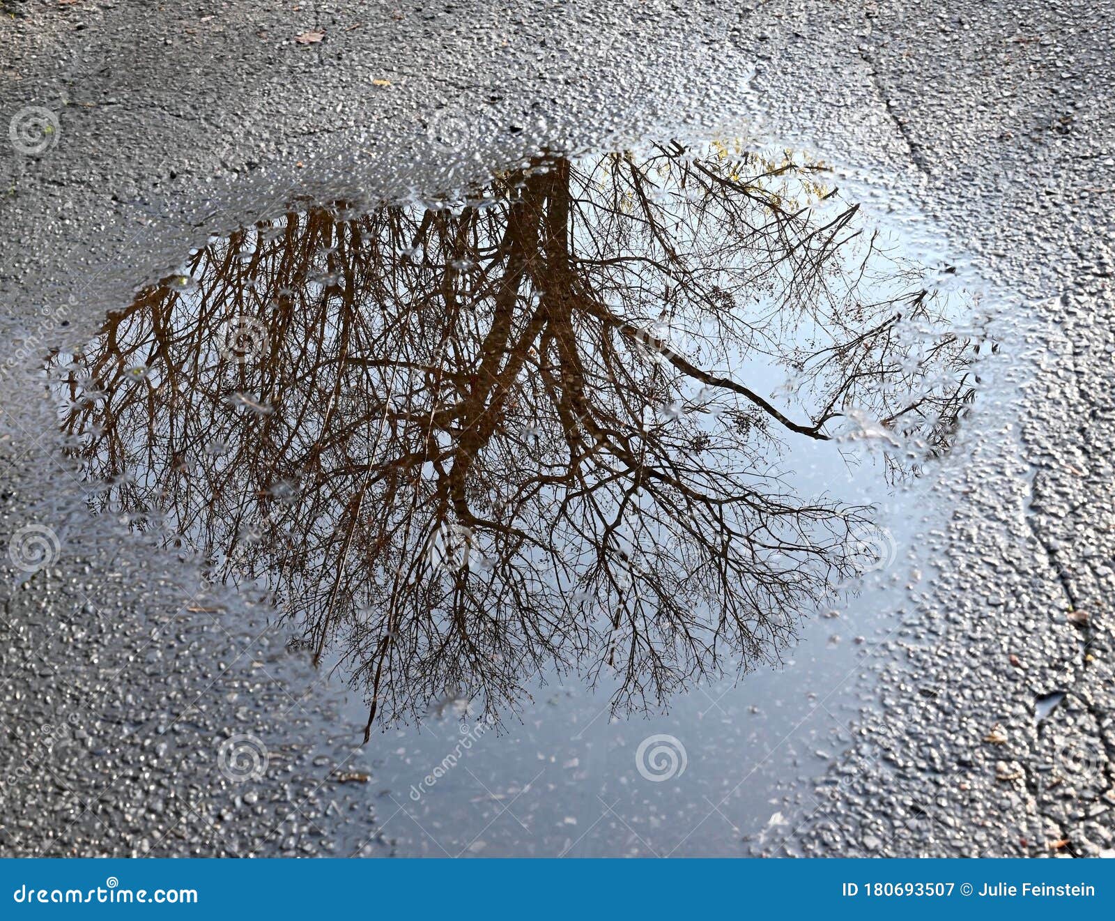 Tree Reflection in Puddle stock image. Image of storm - 180693507