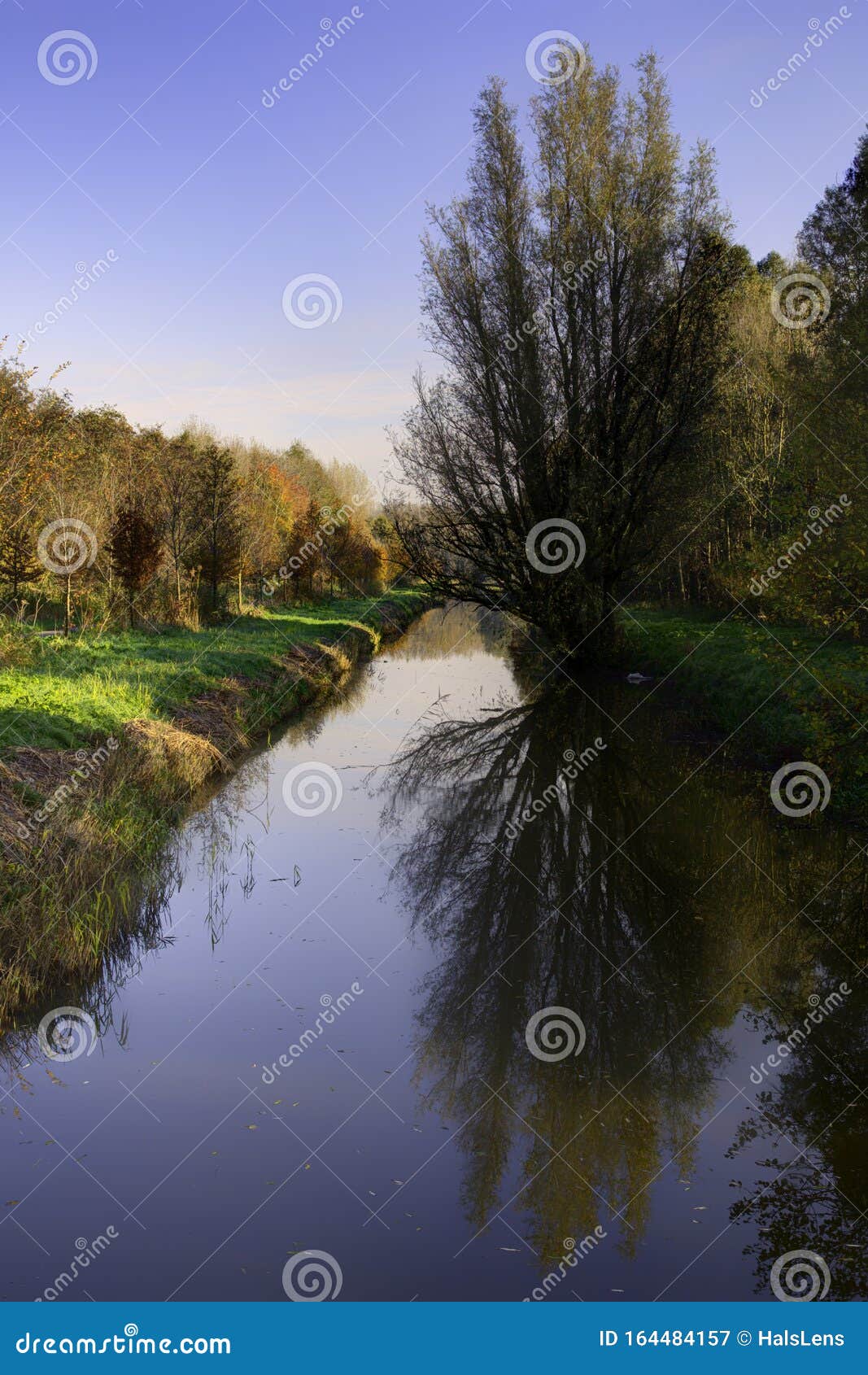 Tree Reflection on the River Stock Image - Image of plant, outdoor ...