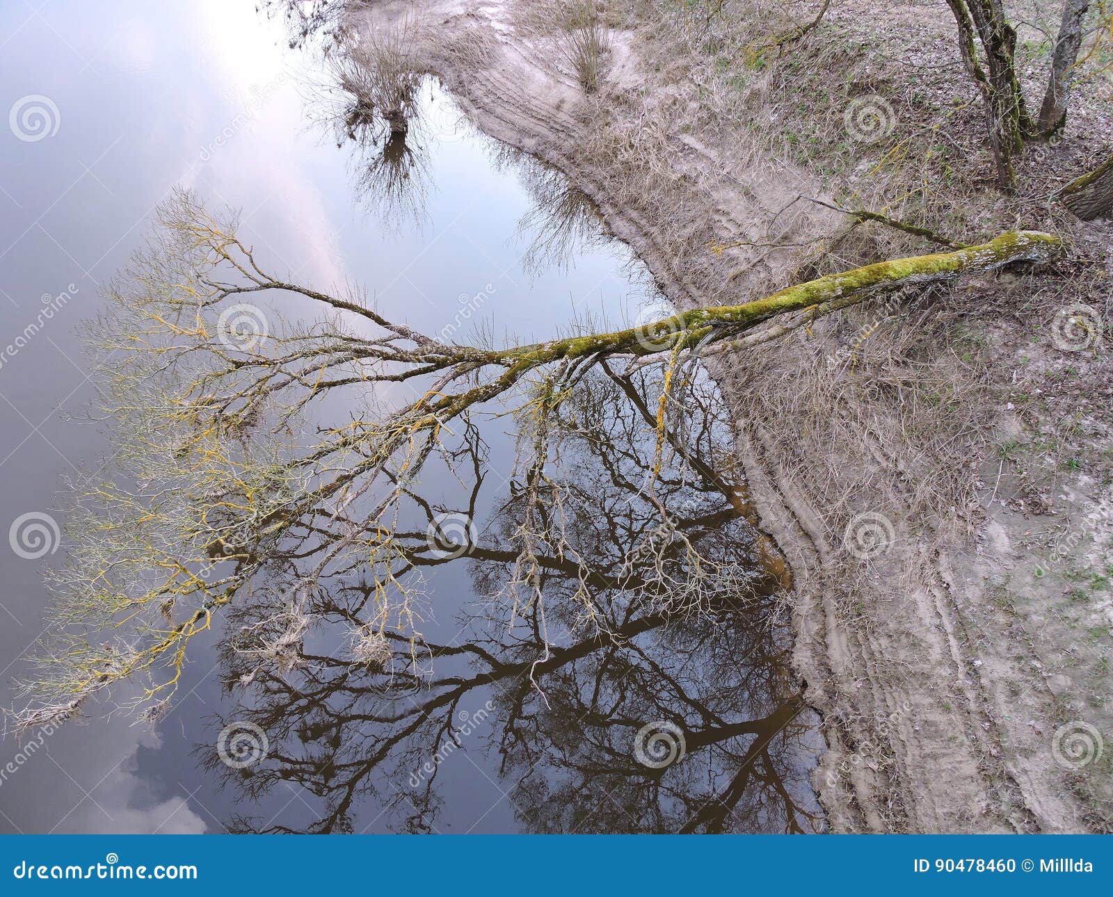 Tree Reflection in River Water Stock Photo - Image of nature, river ...