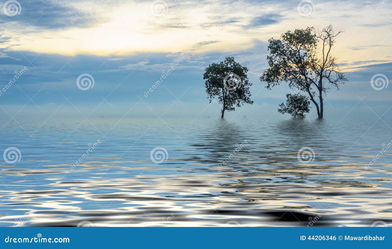 Tree reflection stock photo. Image of sunset, sand, sillhuette - 44206346