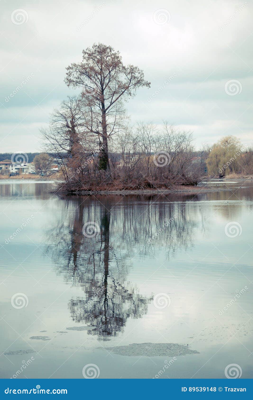 Tree reflection stock photo. Image of spring, lonely - 89539148