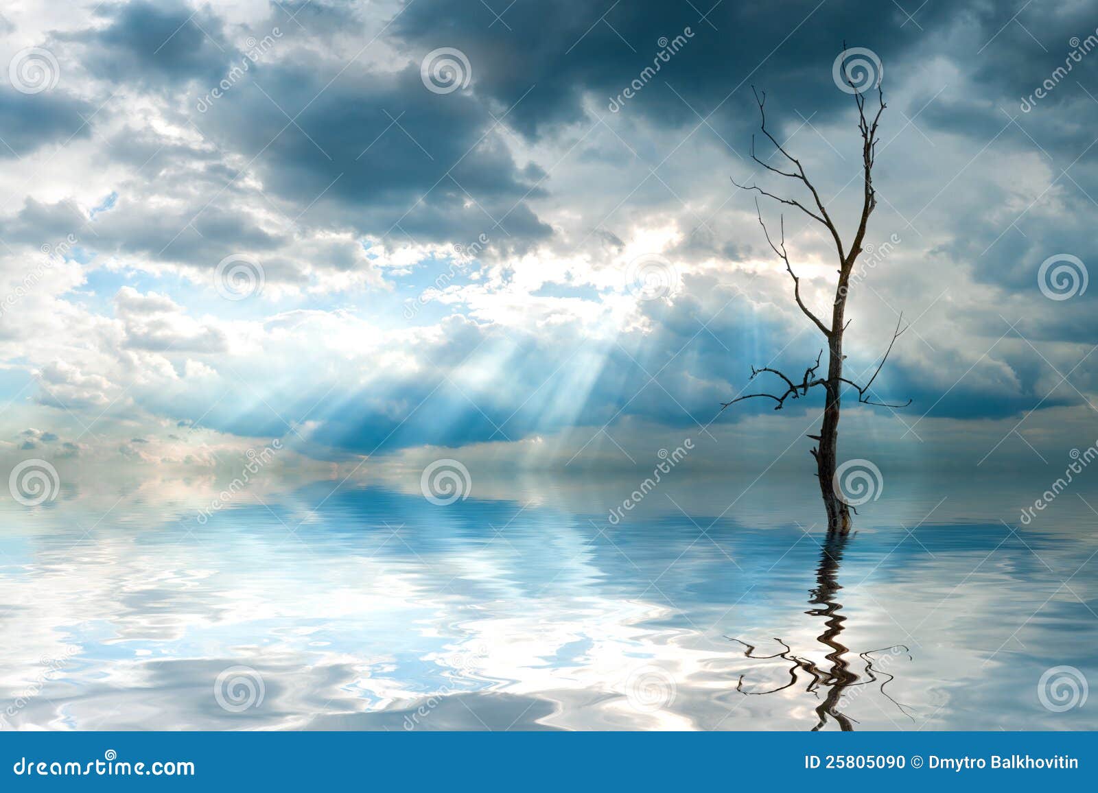 Tree reflection in water stock photo. Image of colorful - 25805090