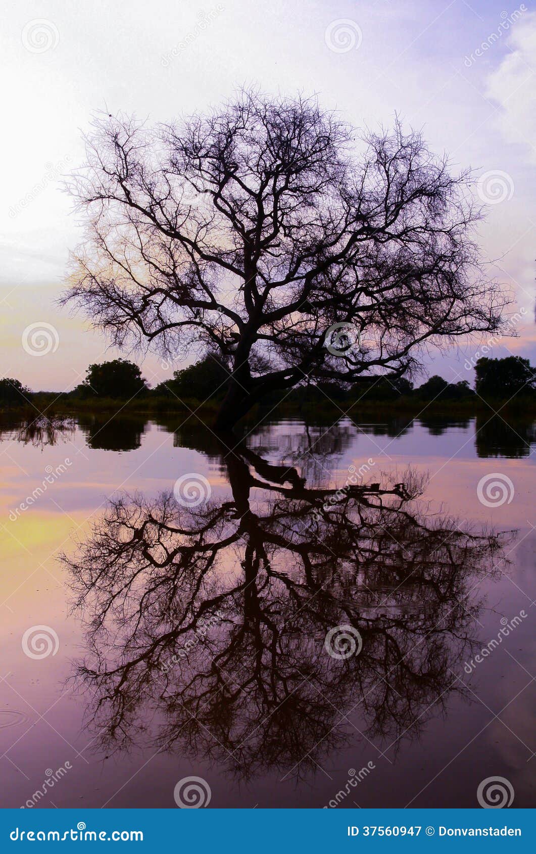 Tree with reflection stock image. Image of bank, river - 37560947