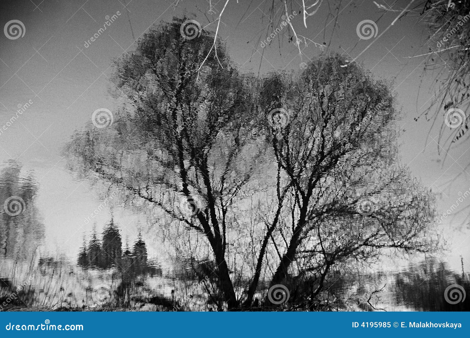 Tree reflection in water stock image. Image of reflecting - 4195985