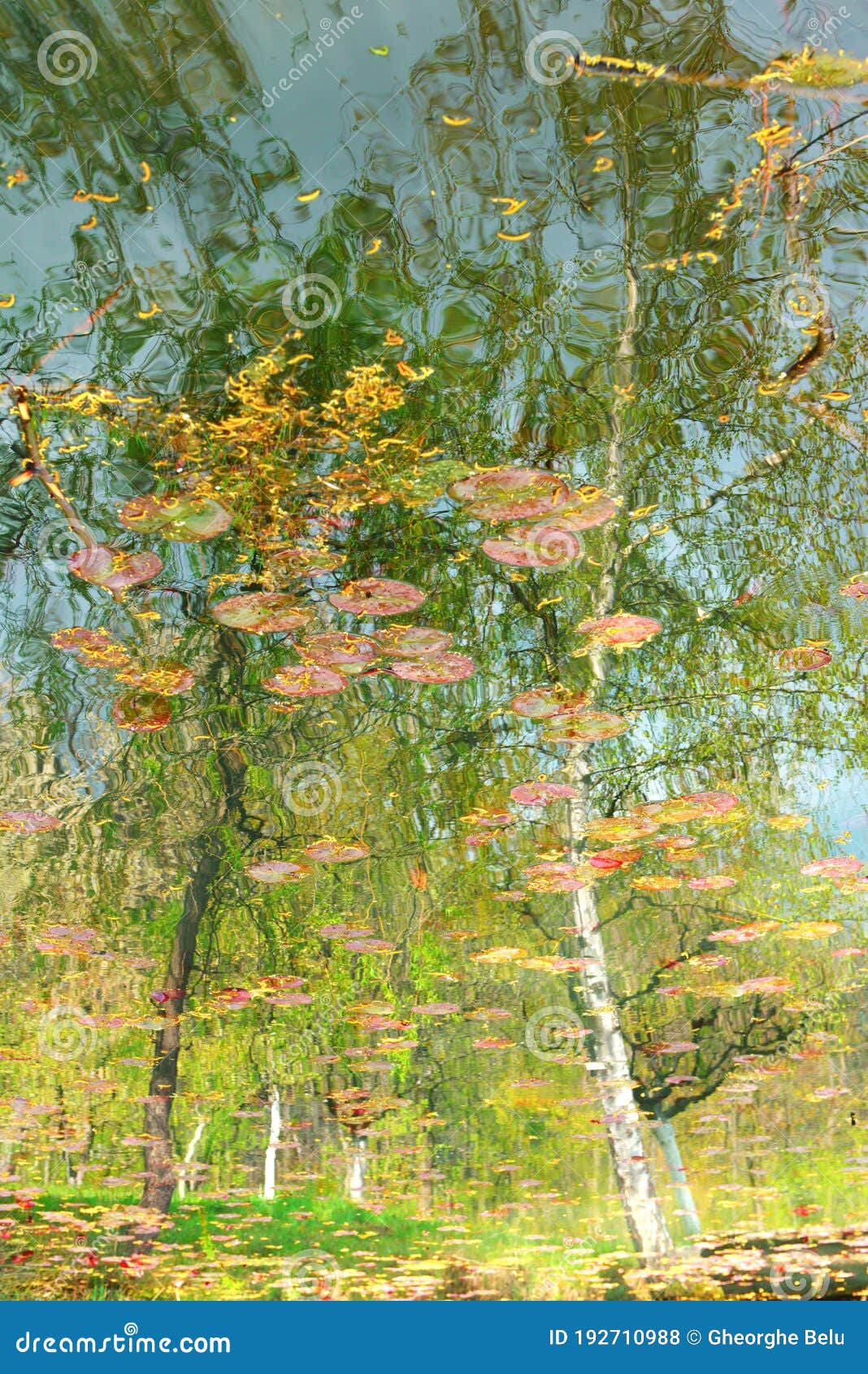 Tree Reflection in the Water Stock Photo - Image of beautiful, little ...