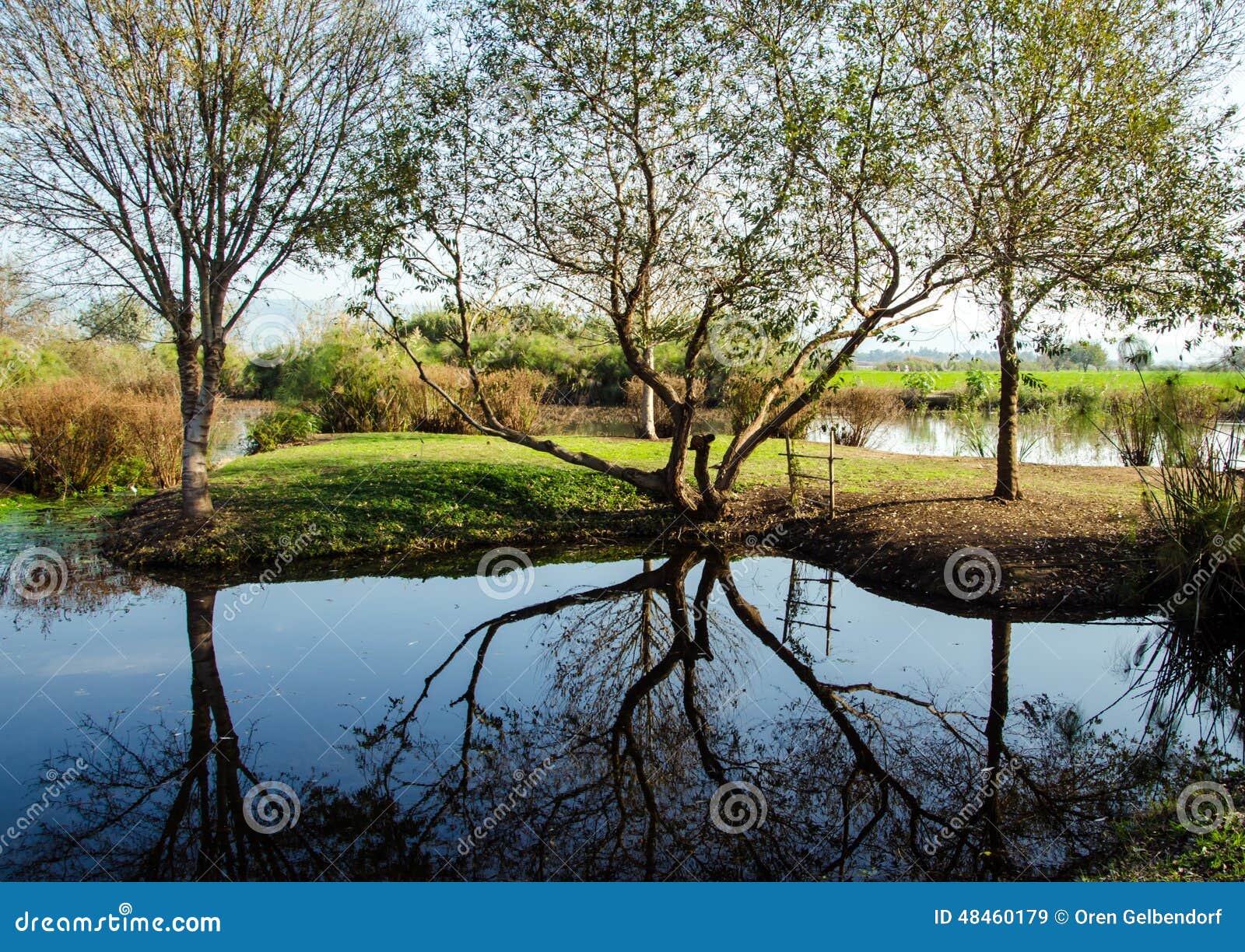 Tree reflection in water stock image. Image of blue, lake - 48460179