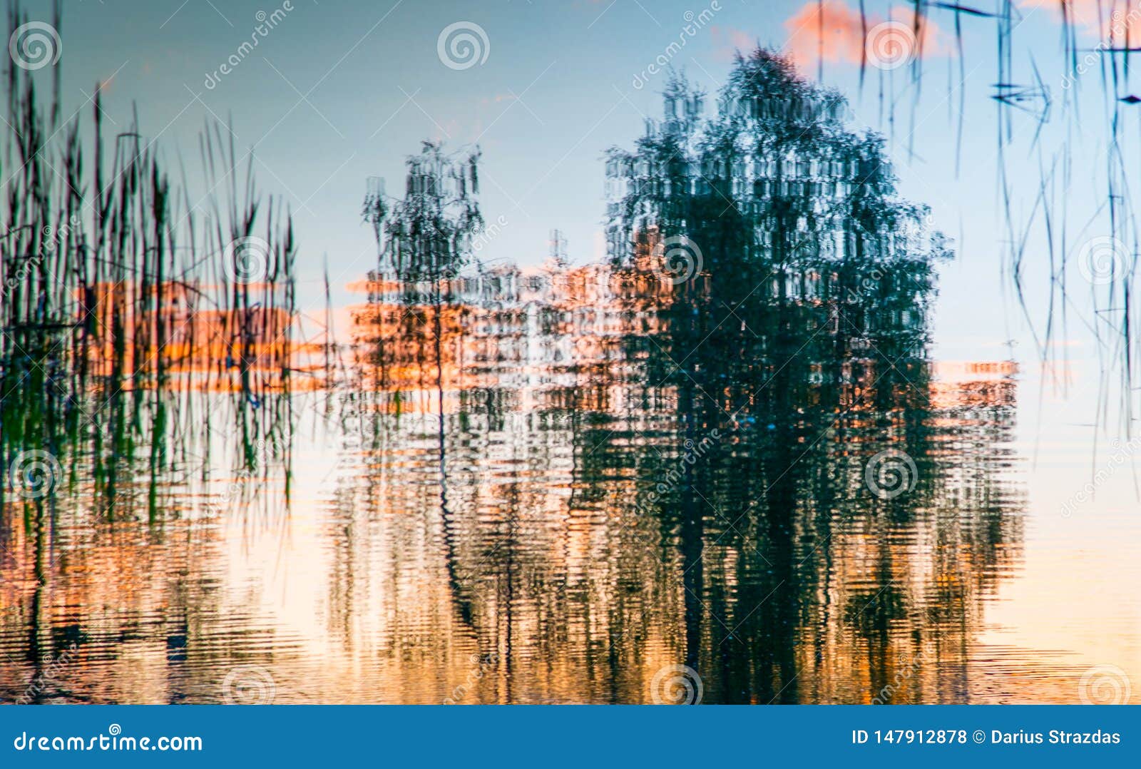 Tree Reflection in Water Closeup Stock Photo - Image of plant, natural ...