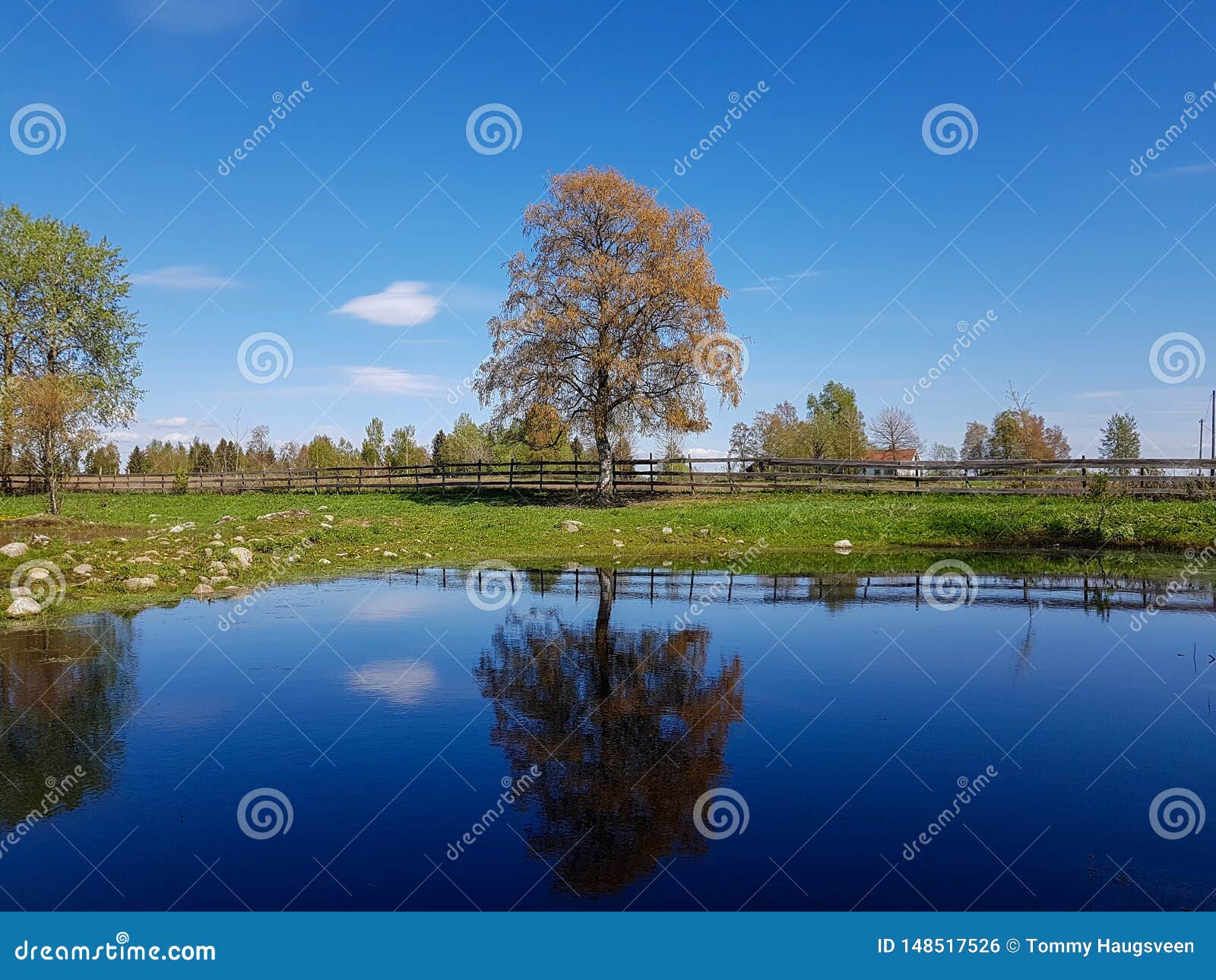 Tree Reflection in the Water Stock Photo - Image of reflection, trees ...
