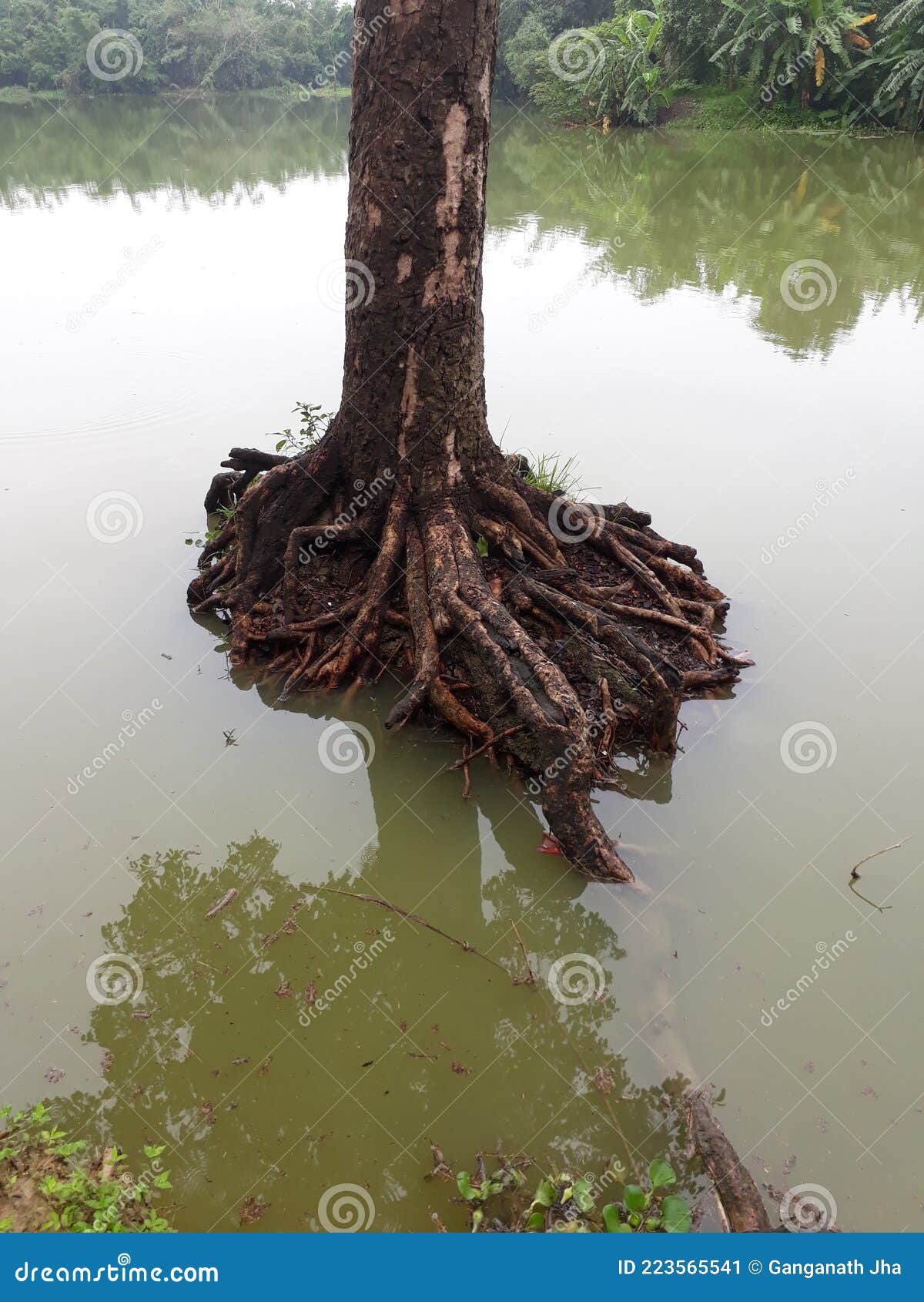 A tree reflection in water stock image. Image of branch - 223565541