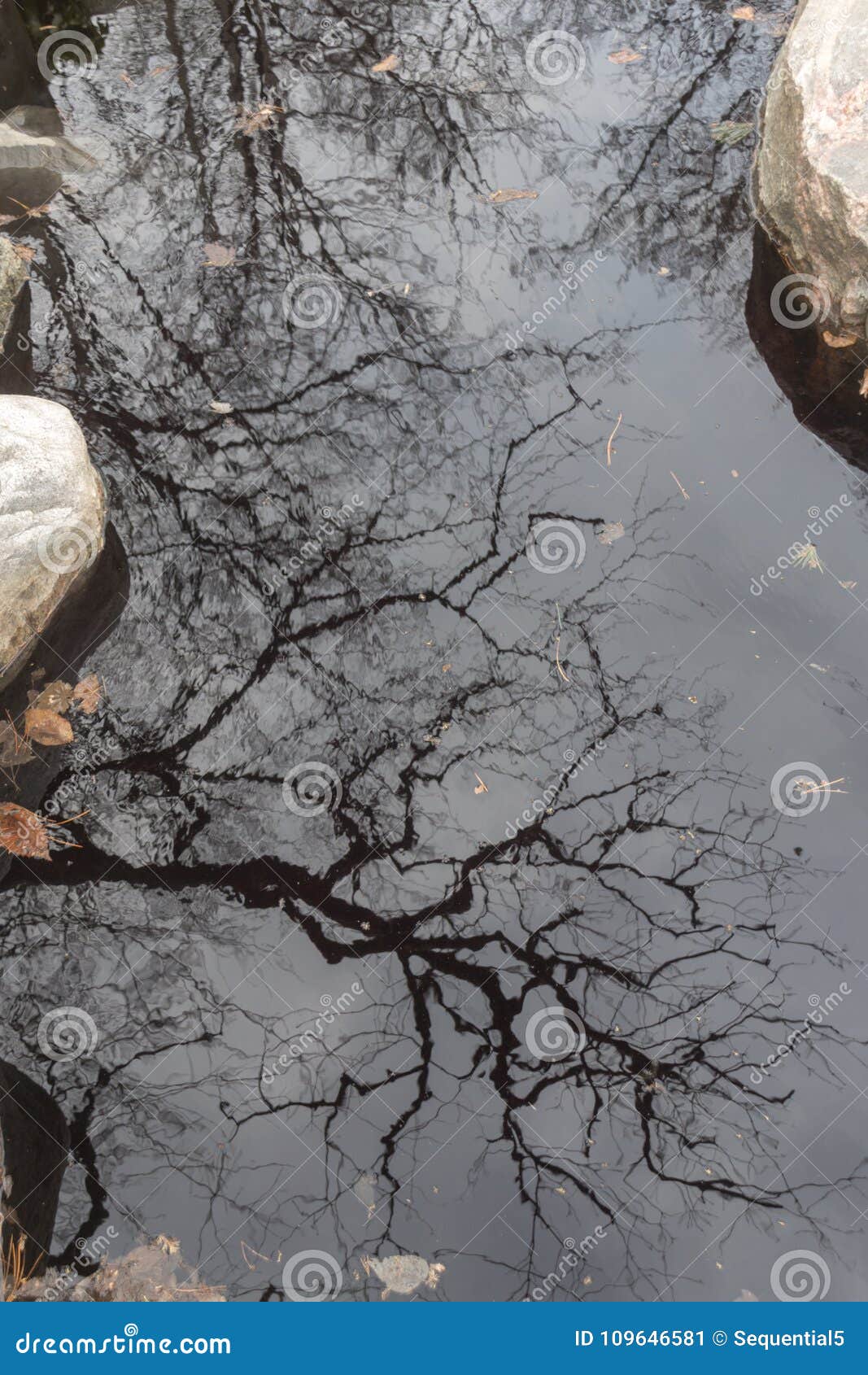 Tree reflection in water stock image. Image of lake - 109646581
