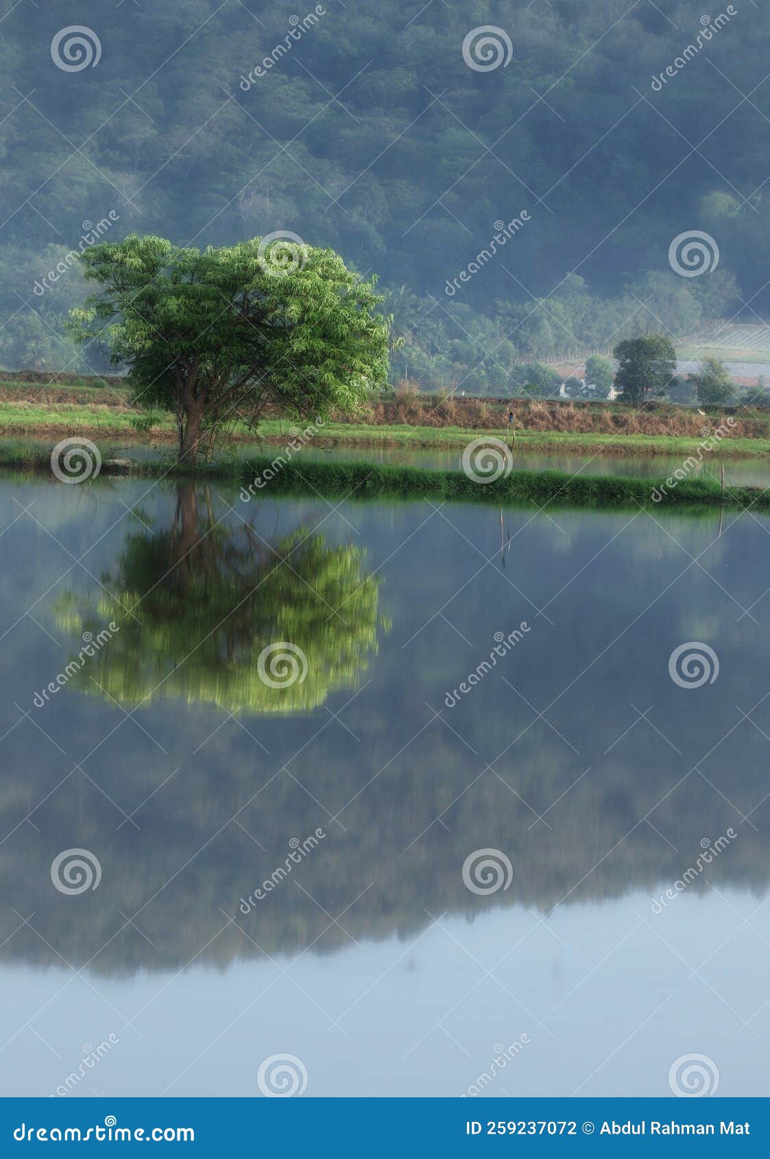 Tree with Reflection in the Water at Paddy Field Stock Photo - Image of ...