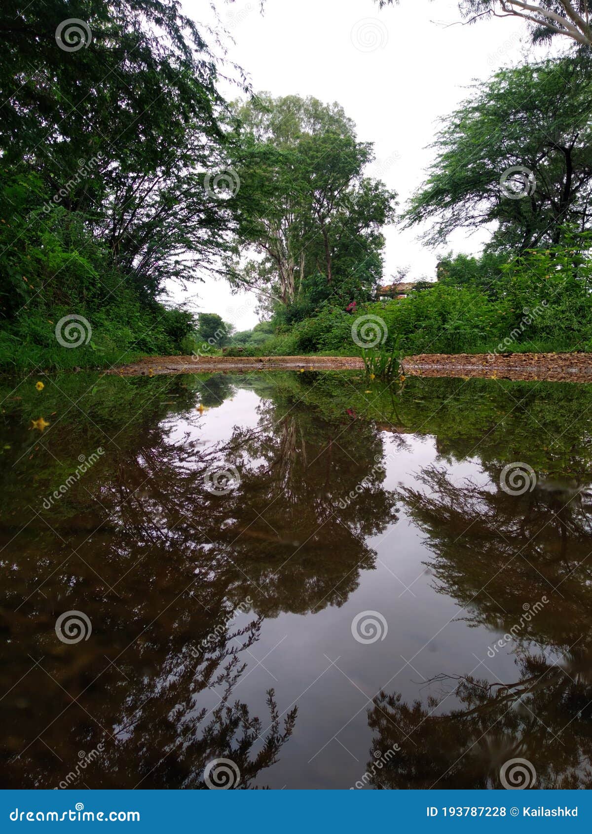 Tree Reflection in Water Photo Stock Photo - Image of tree, forest ...