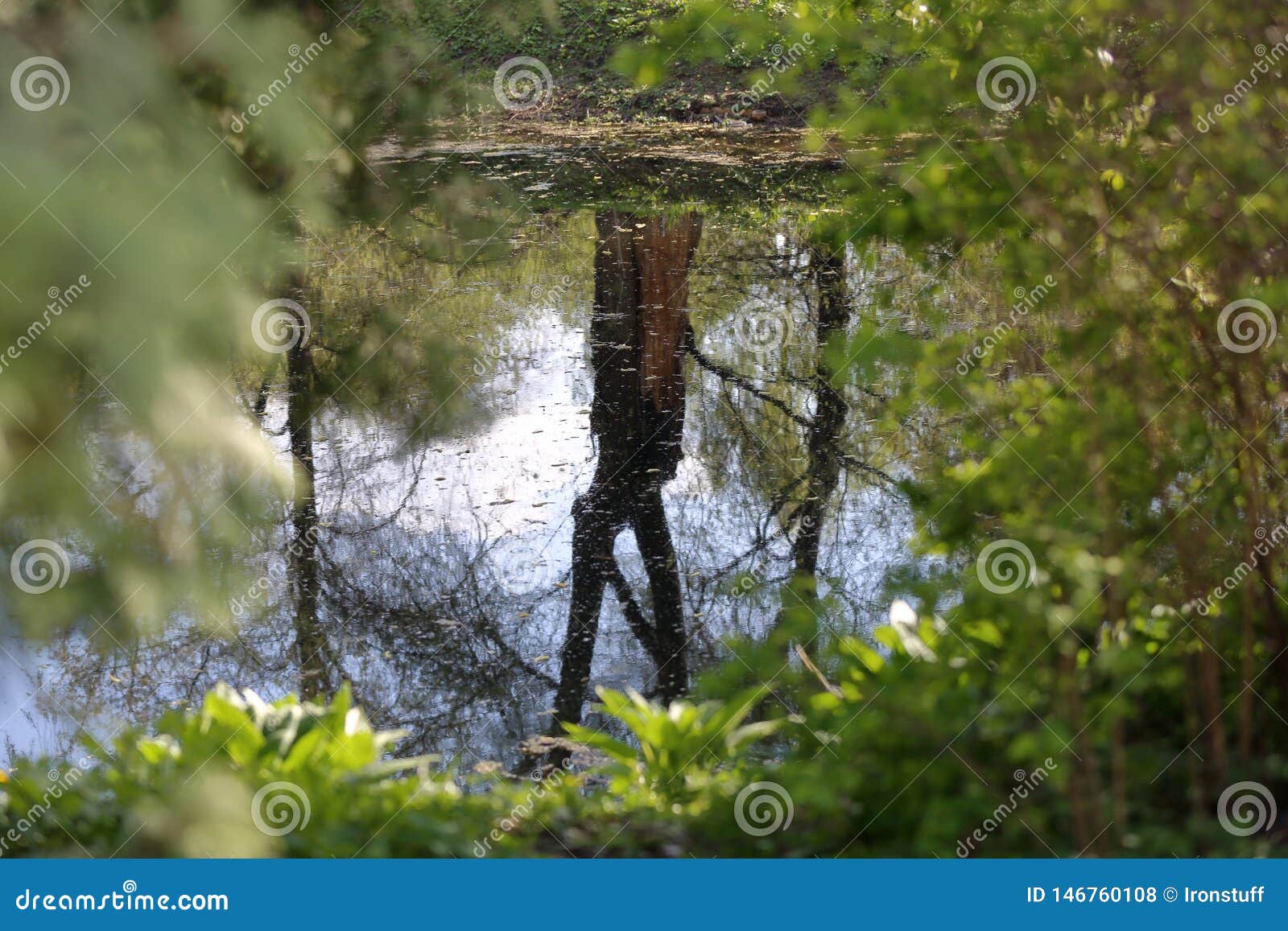 Tree reflection in water stock photo. Image of green - 146760108