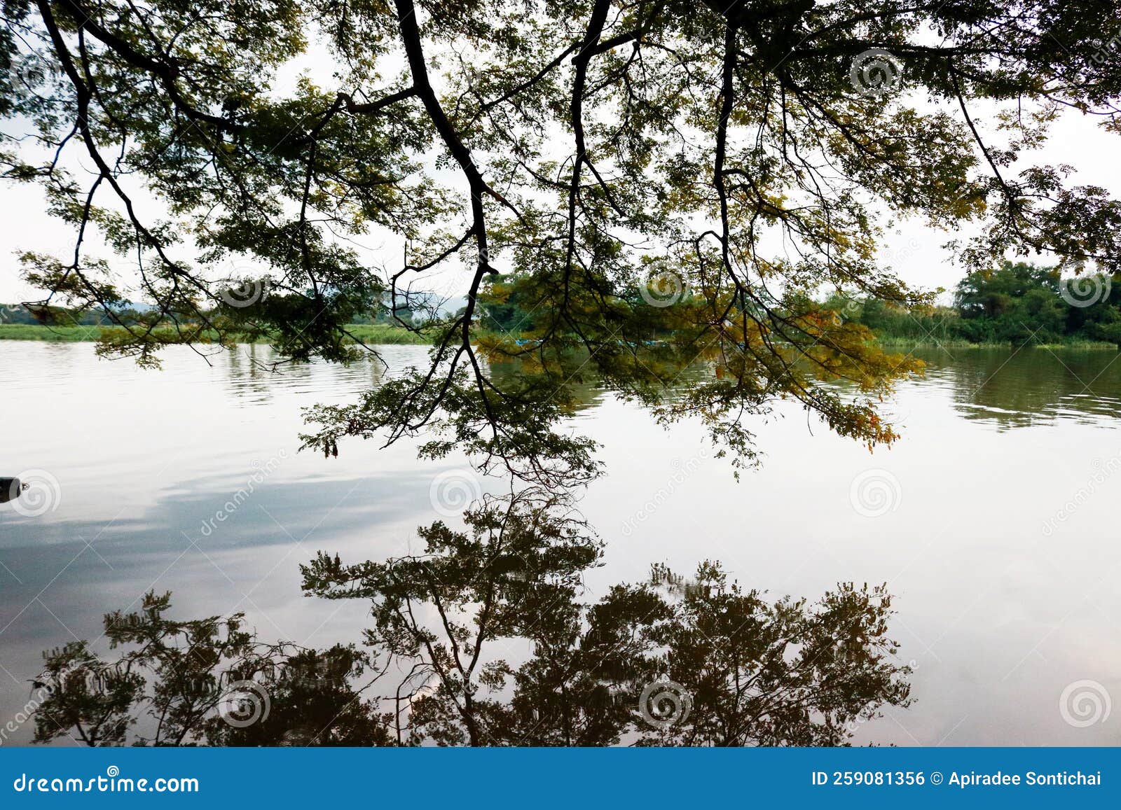 Tree Reflection in Water, Spring Stock Photo - Image of summer, park ...