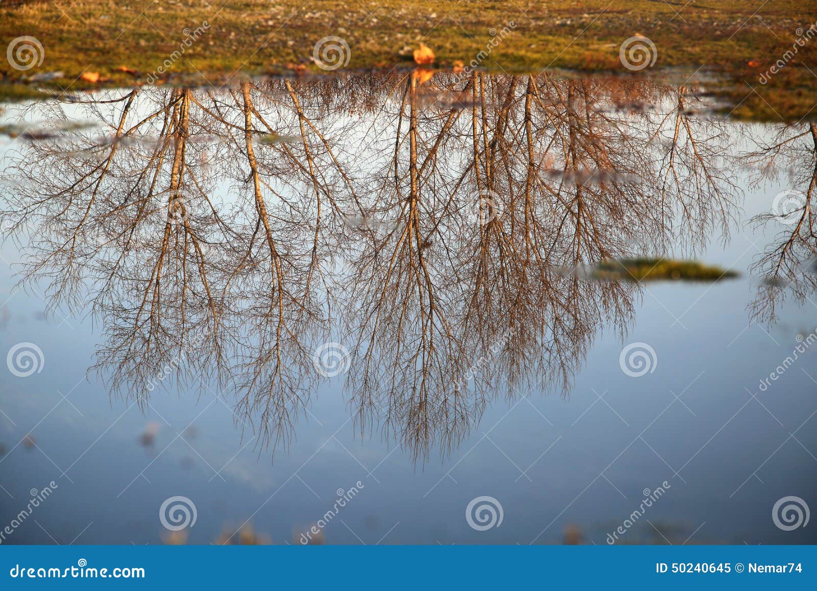Tree Reflection on Water Surface Stock Image - Image of leaves, wood ...