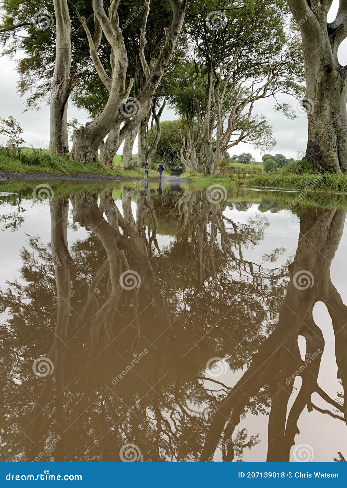 Tree reflection in water stock photo. Image of plant - 207139018