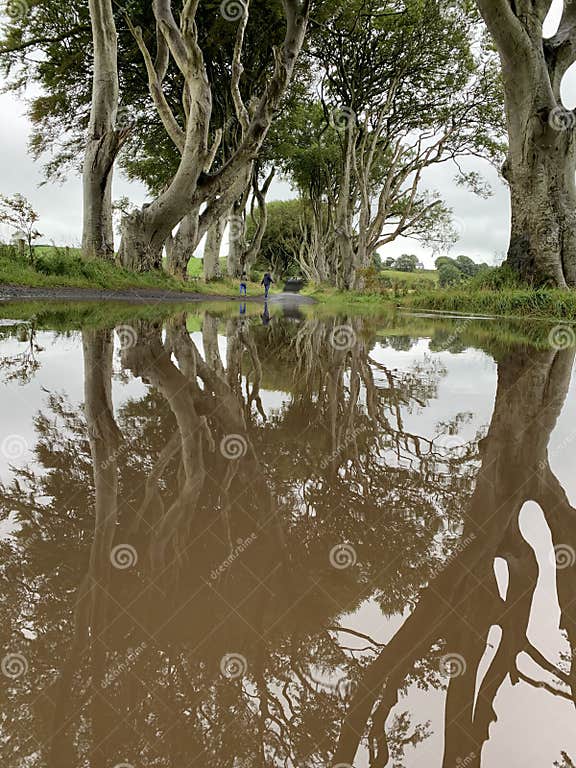 Tree reflection in water stock photo. Image of plant - 207139018