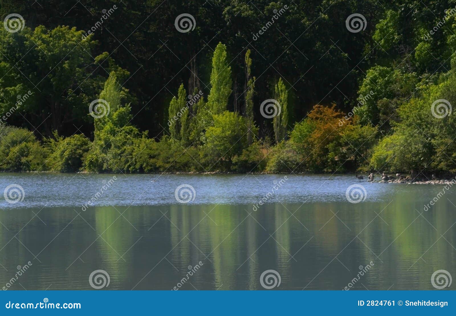 Tree Reflections on Lake stock image. Image of park, cloud - 2824761