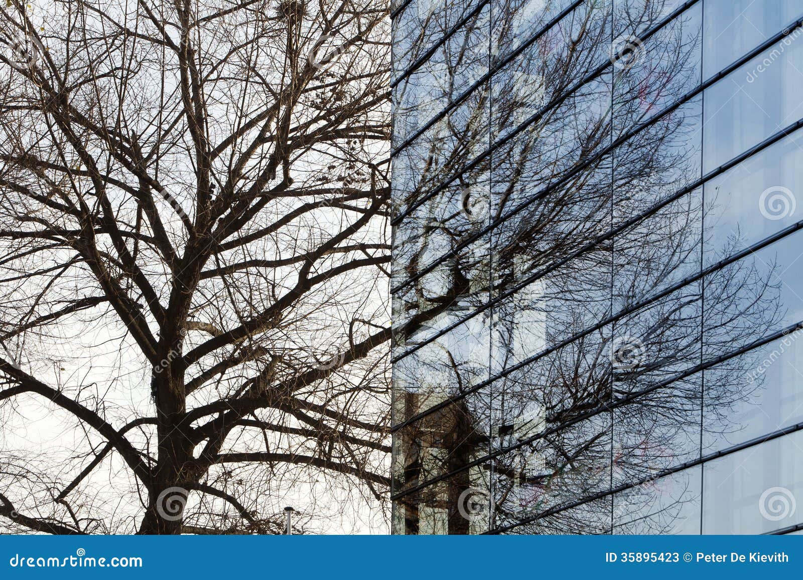 Tree reflections stock image. Image of together, tree - 35895423