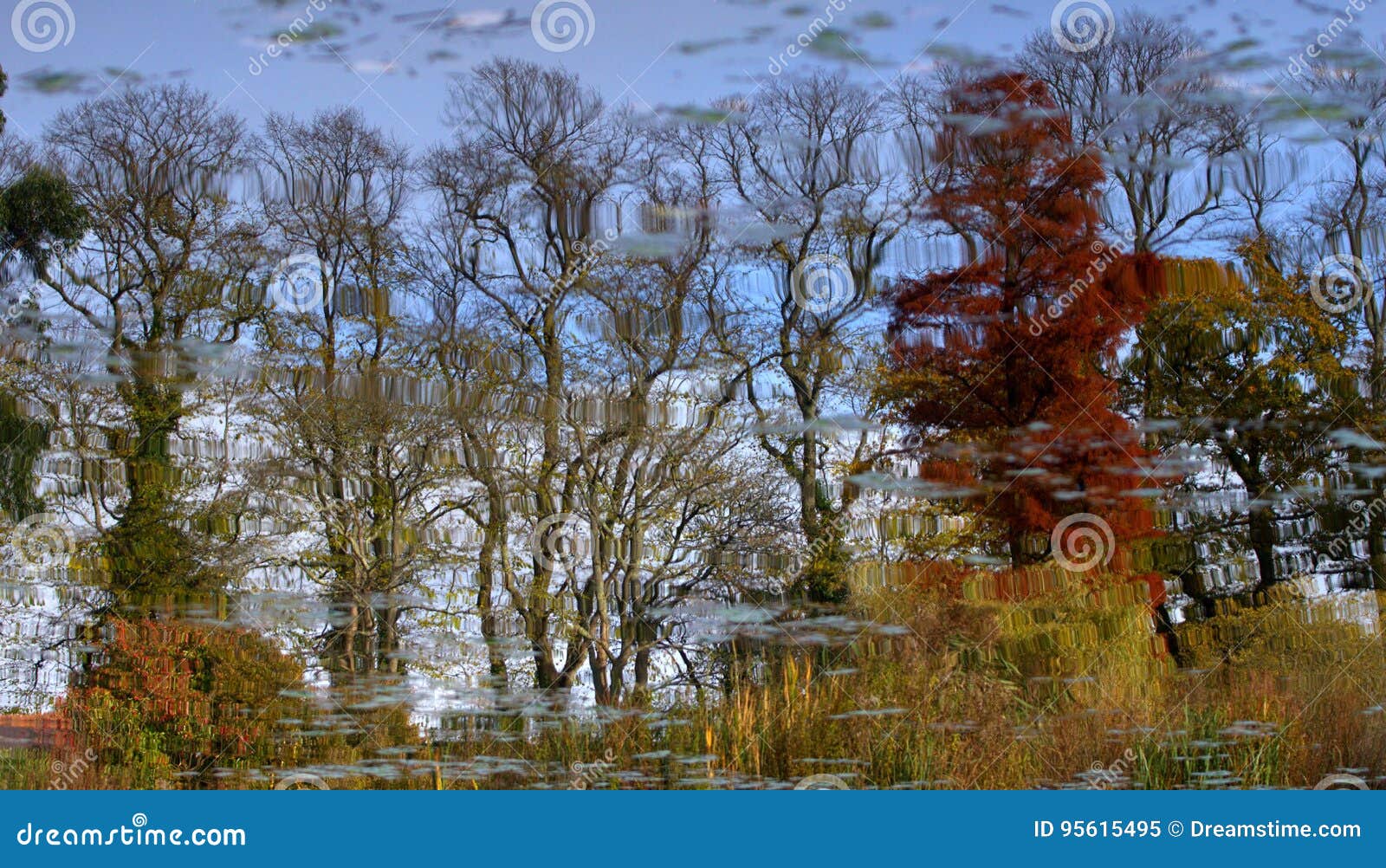 Tree reflections stock image. Image of trees, beauty - 95615495