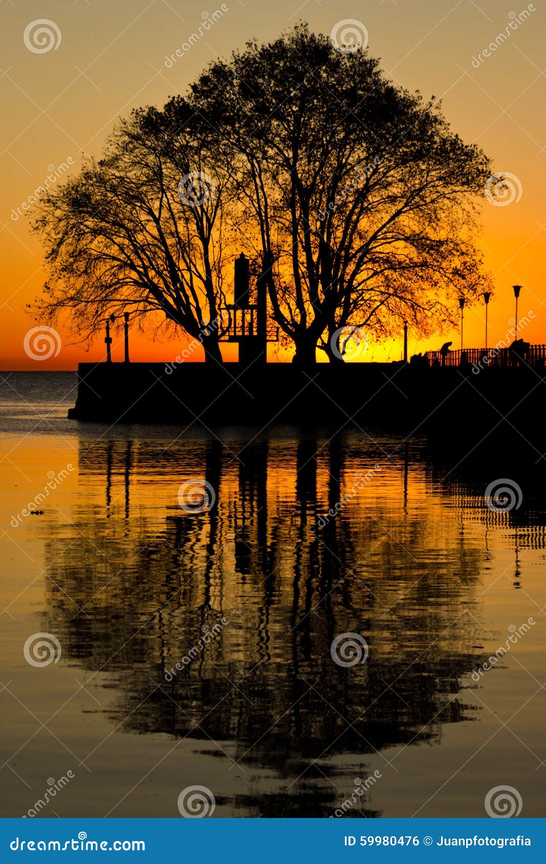 Tree reflections sunrise stock photo. Image of pier, docks - 59980476