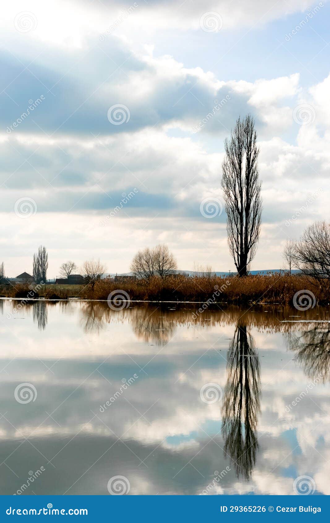Tree Reflections on the Water Stock Photo - Image of river, trees: 29365226
