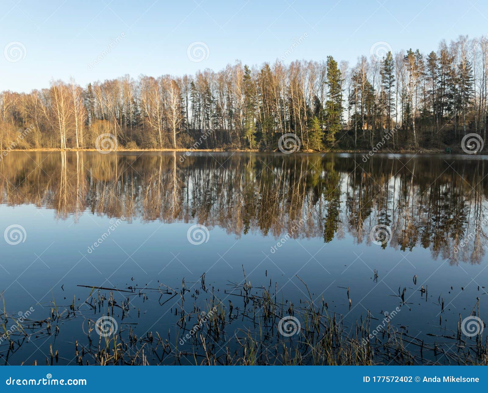 Tree Reflections in Water, Early Spring Landscape Stock Photo - Image ...