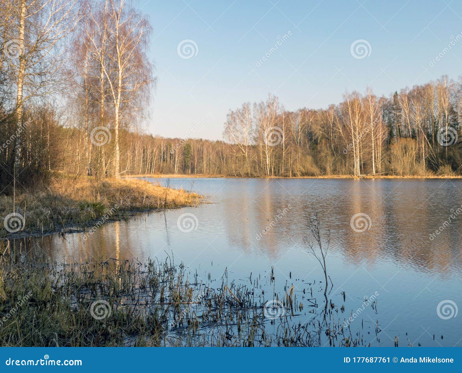 Tree Reflections in Water, Early Spring Landscape Stock Image - Image ...