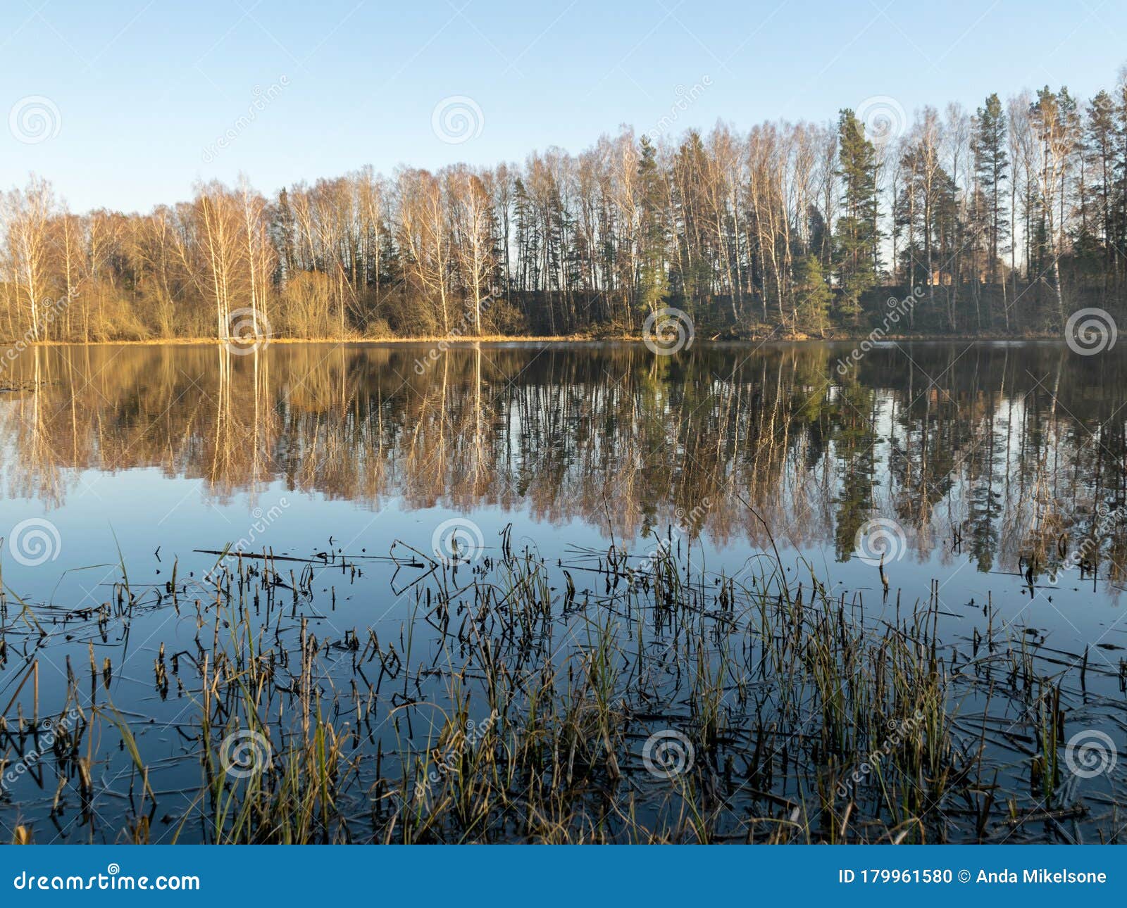 Tree Reflections in Water, Early Spring Landscape Stock Photo - Image ...