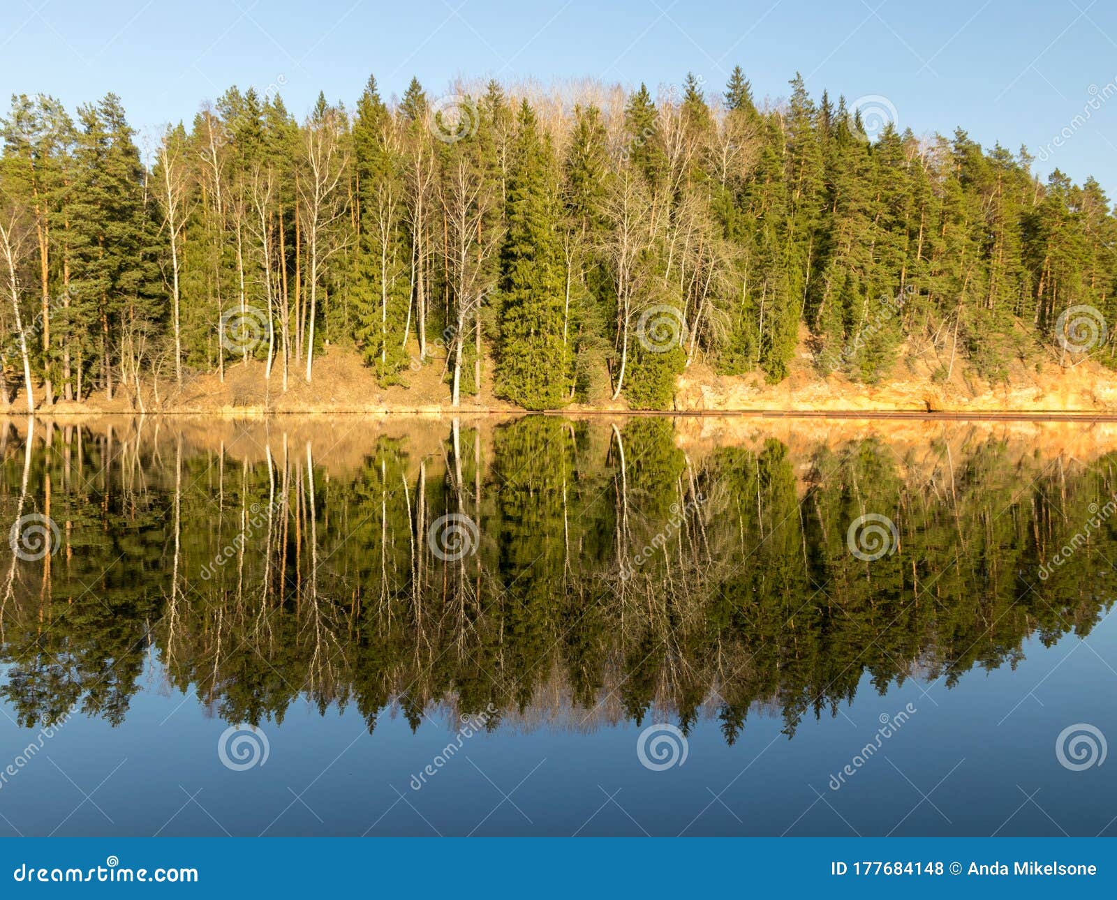 Tree reflections in water stock photo. Image of reflections - 177684148