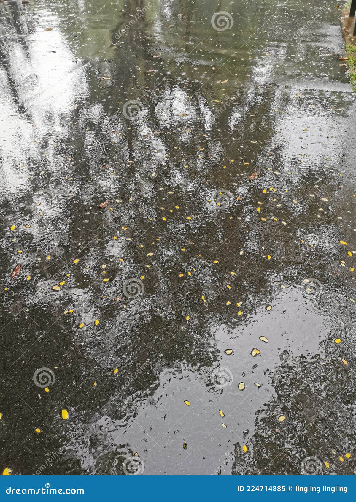 Tree Reflects on the Ground after Raining Stock Image - Image of ...