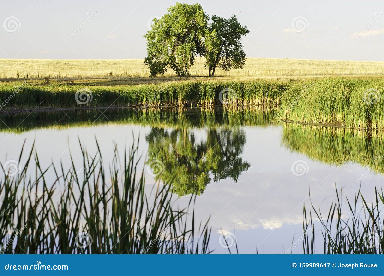 Tree Reflects on Perfectly Still Pond Stock Image - Image of changing ...
