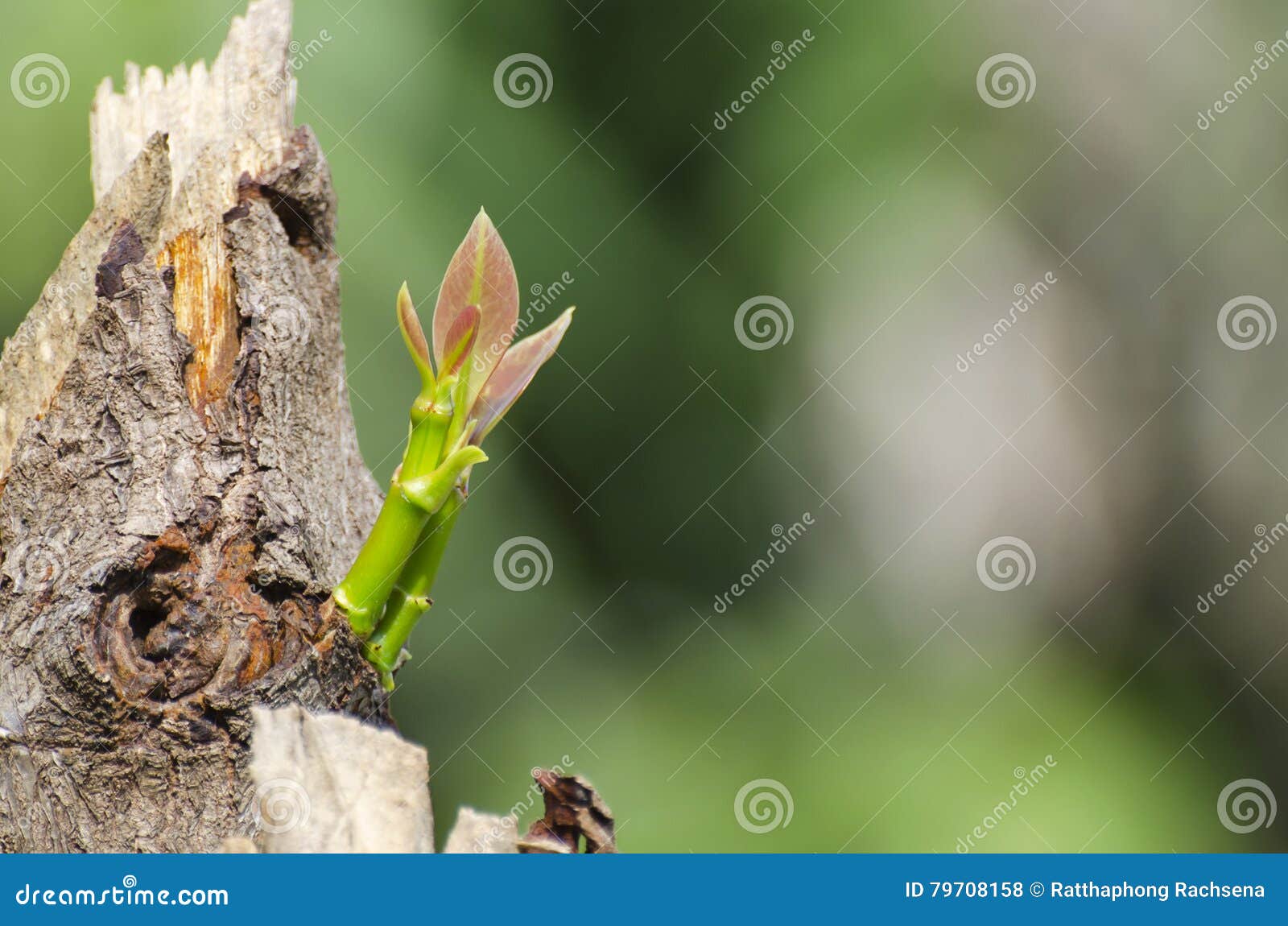 Tree Regeneration After The Australian Bush Fires Royalty-Free Stock ...